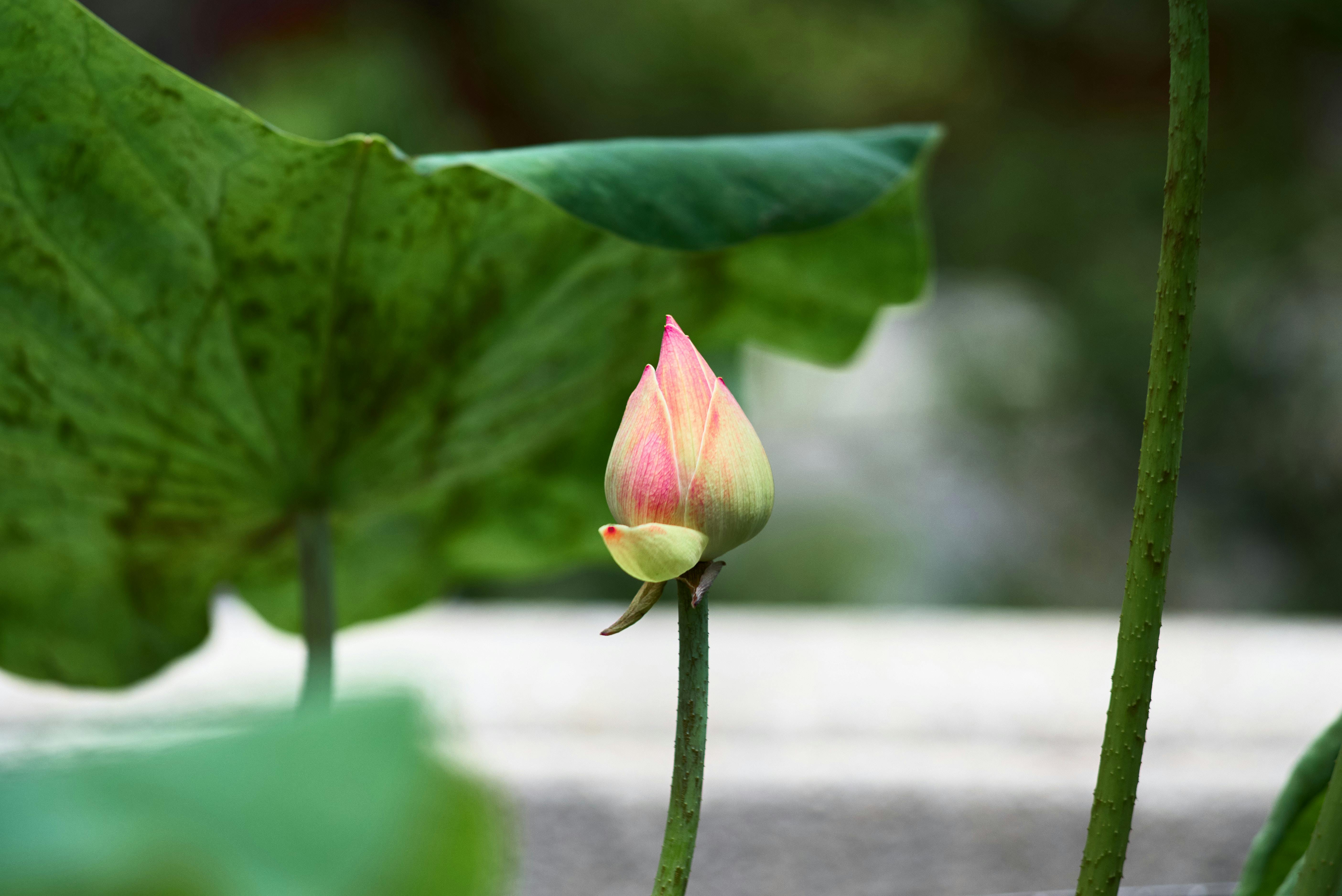 Cute+Budding+Tween+Girl Photos, Download The BEST Free Cute+Budding ...