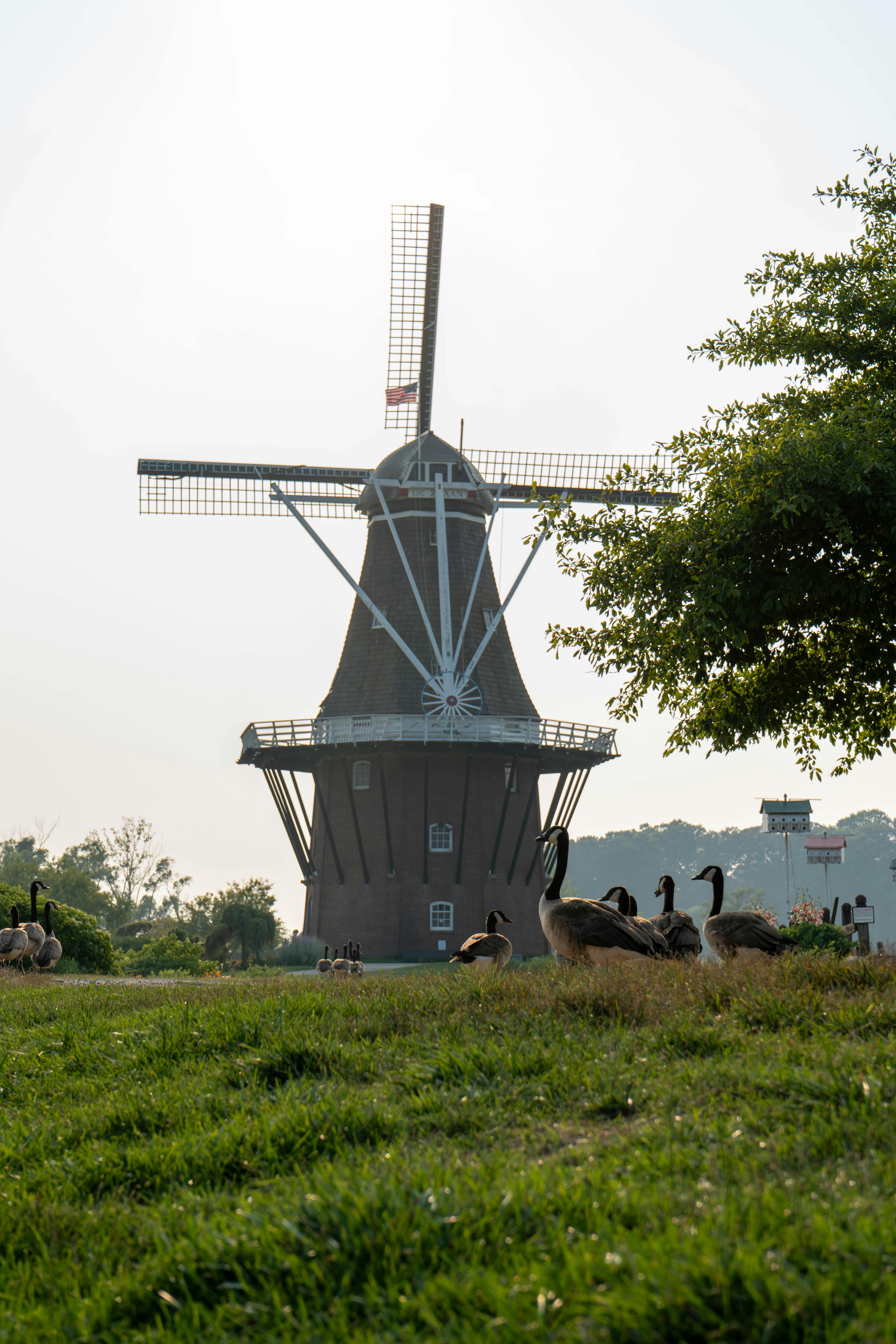 Gini Grass Photos, Download The BEST Free Gini Grass Stock Photos & HD ...