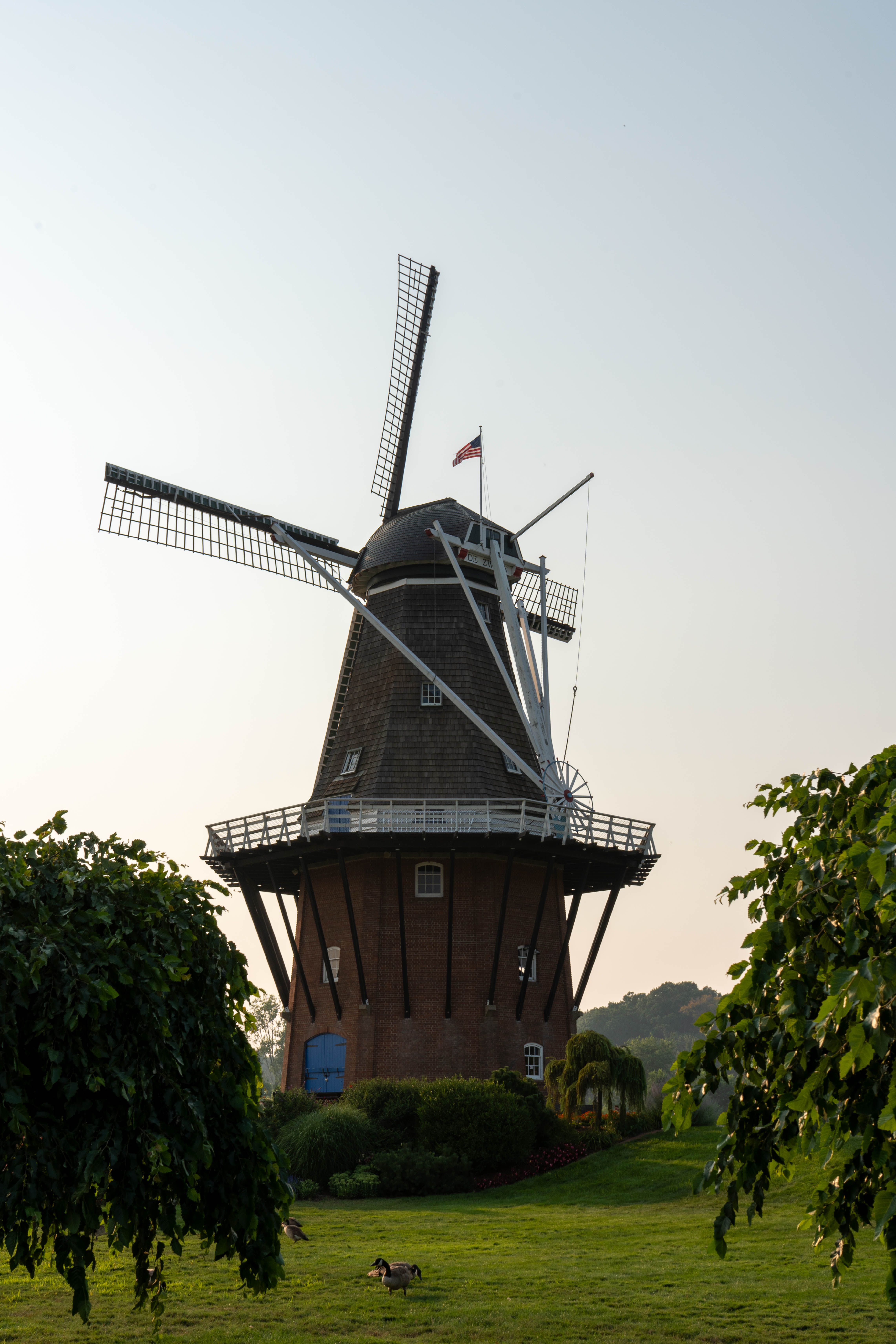 Historic Dutch Windmill on a Summer Morning · Free Stock Photo