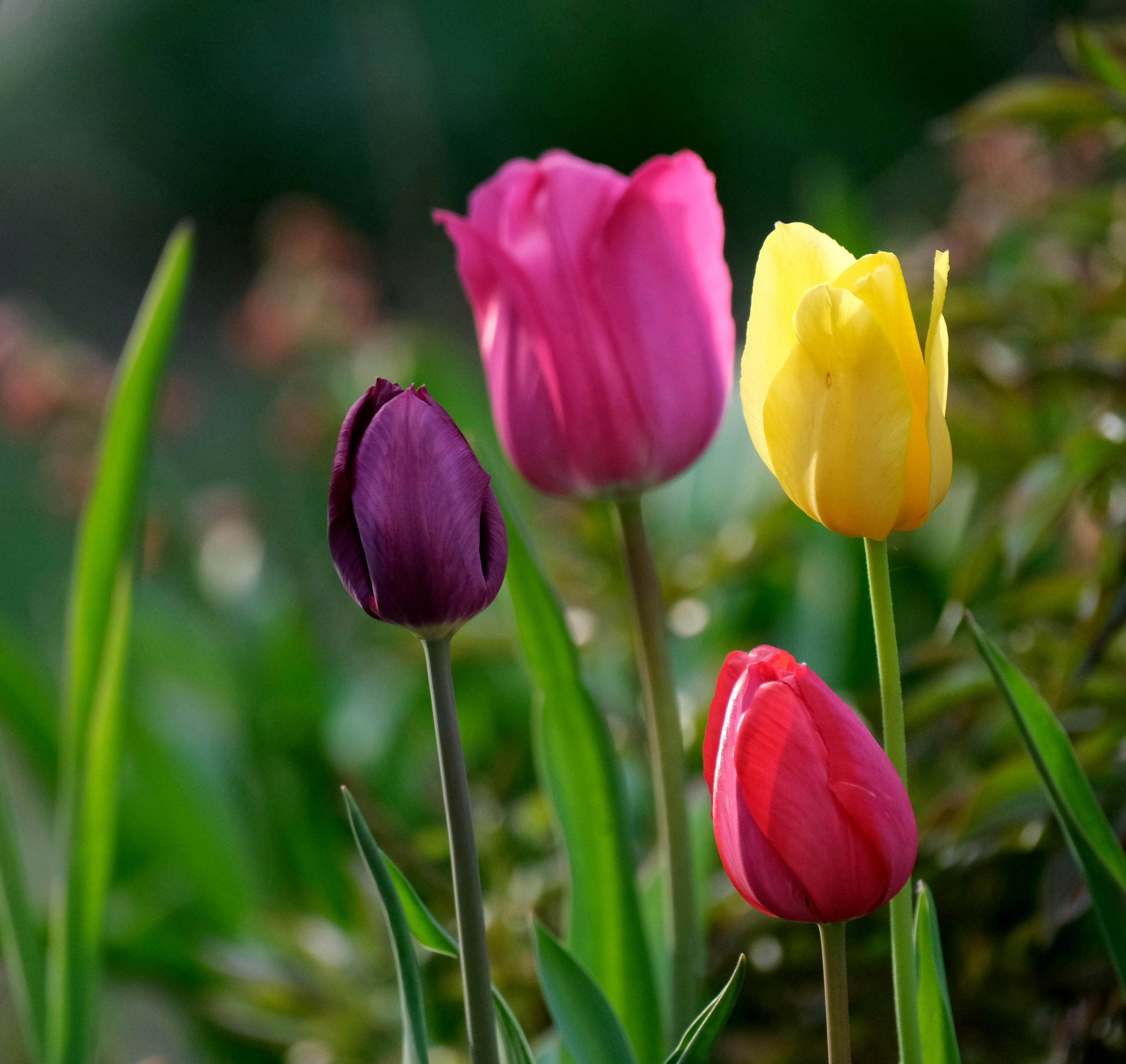 Stem Photos, Download The BEST Free Stem Stock Photos & HD Images