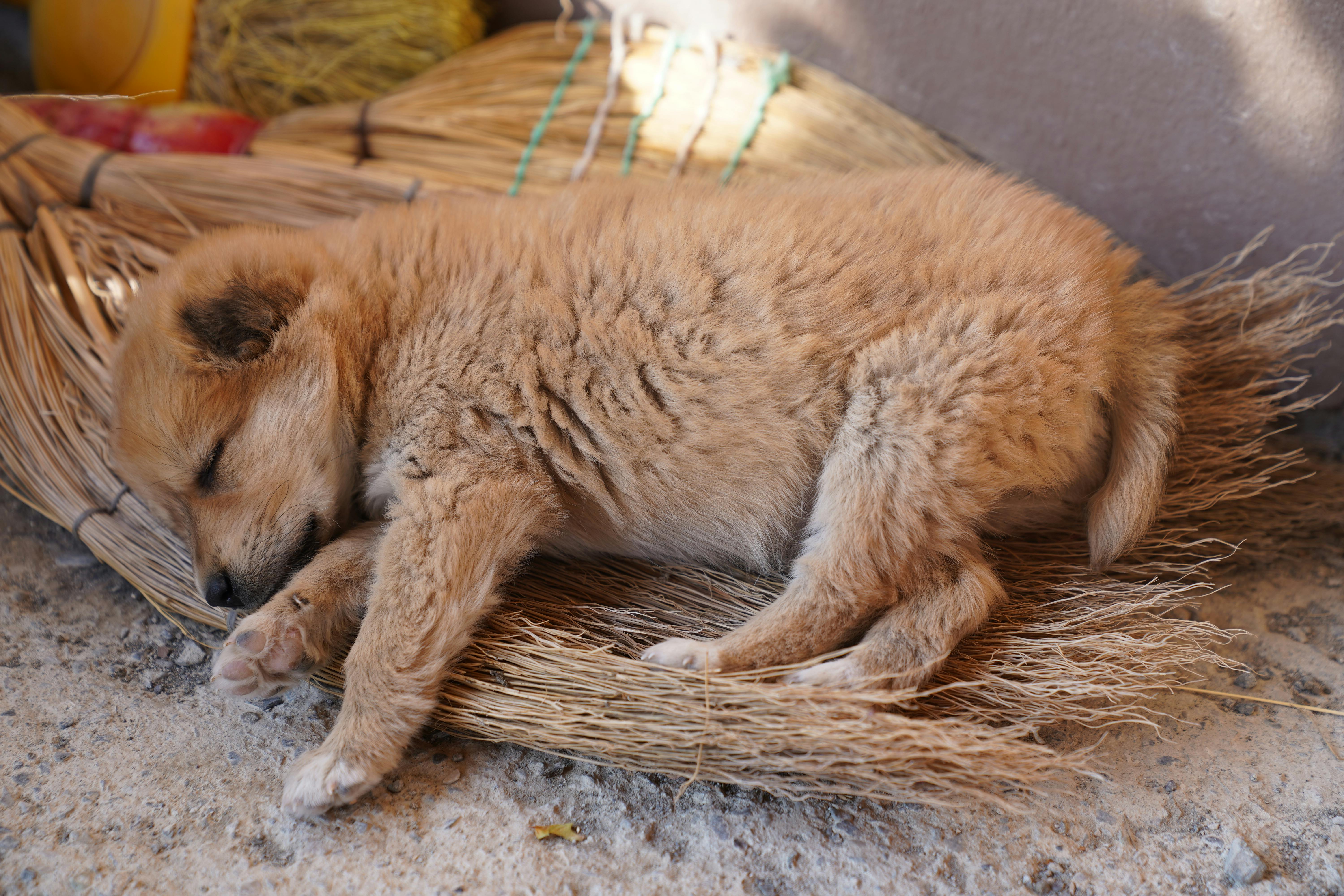 Adorable Puppy Sleeping Peacefully on Straw Mat · Free Stock Photo