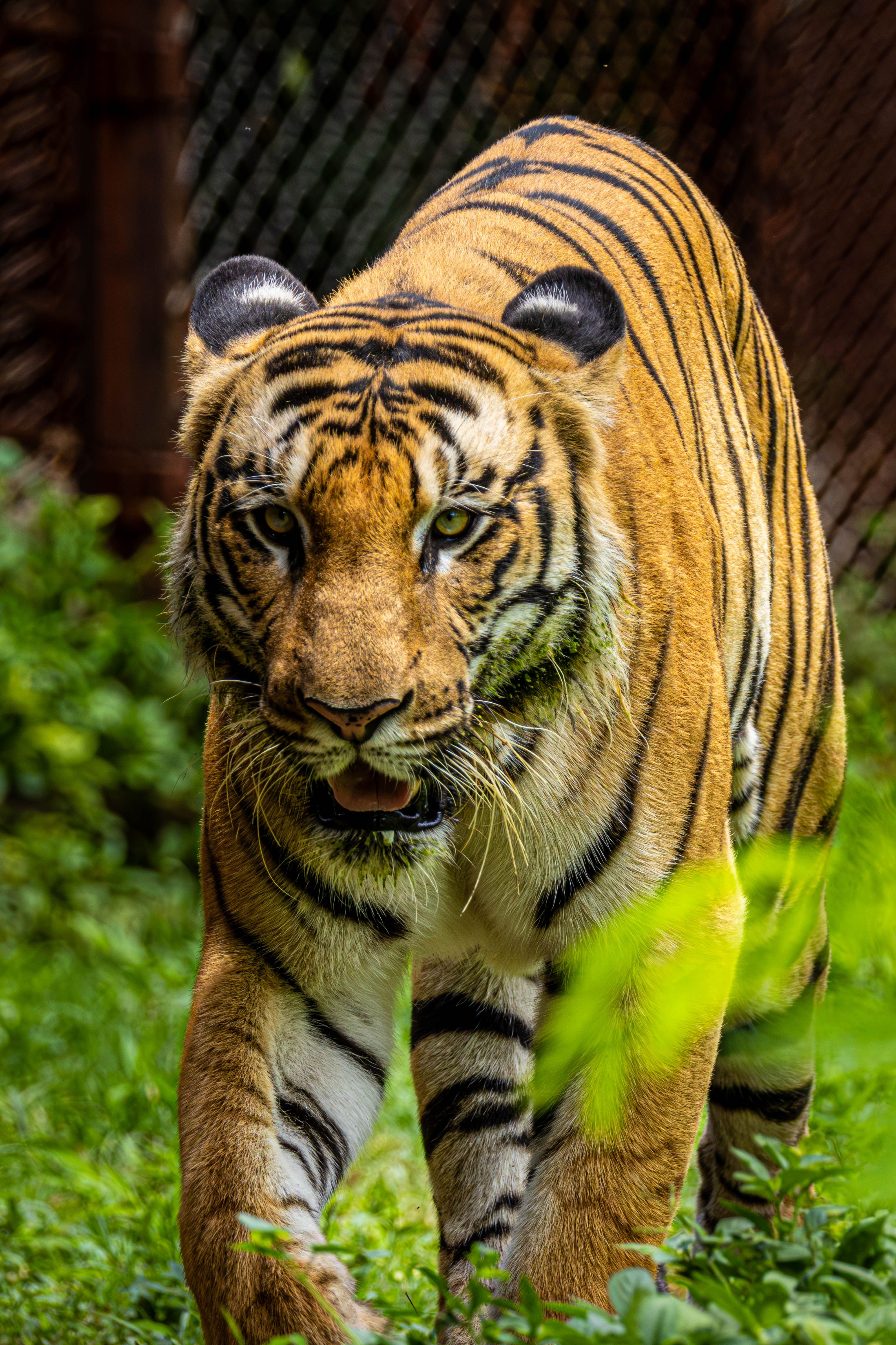 Tipu+Sultan+Tiger Photos, Download The BEST Free Tipu+Sultan+Tiger ...