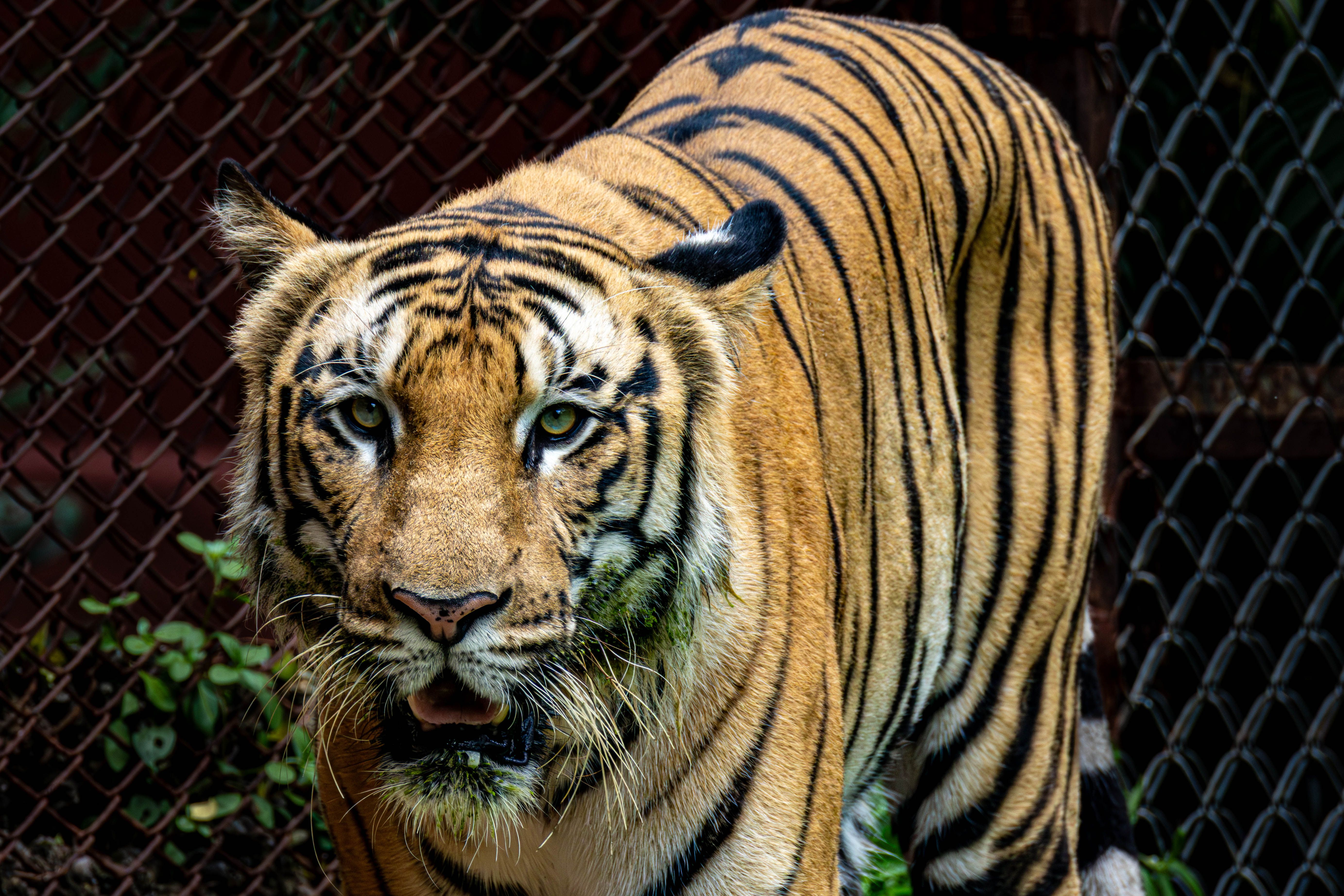 Malaysian Tiger Photos, Download The BEST Free Malaysian Tiger Stock ...
