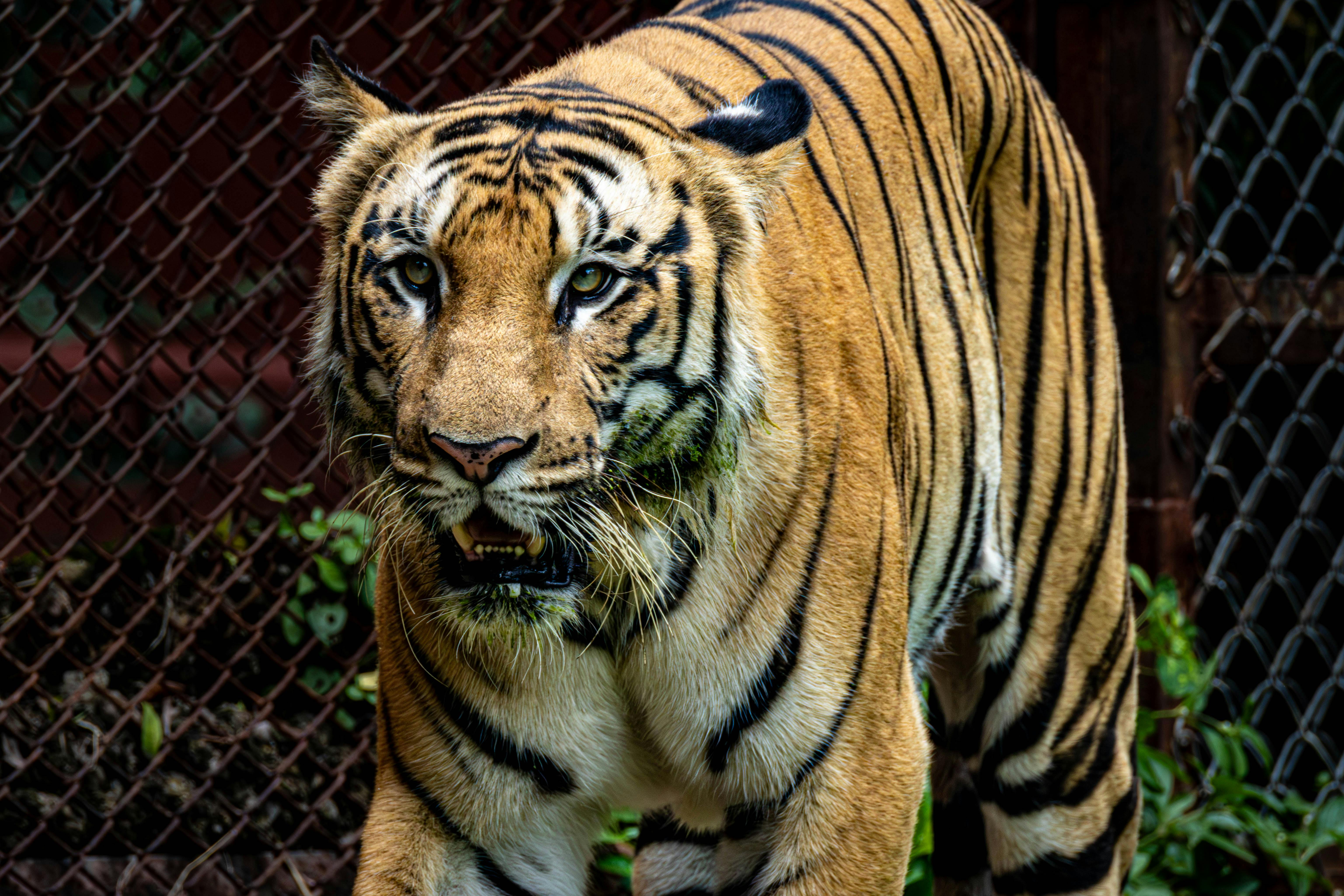 Free Close-up of a Bengal tiger behind a fence, highlighting its ...
