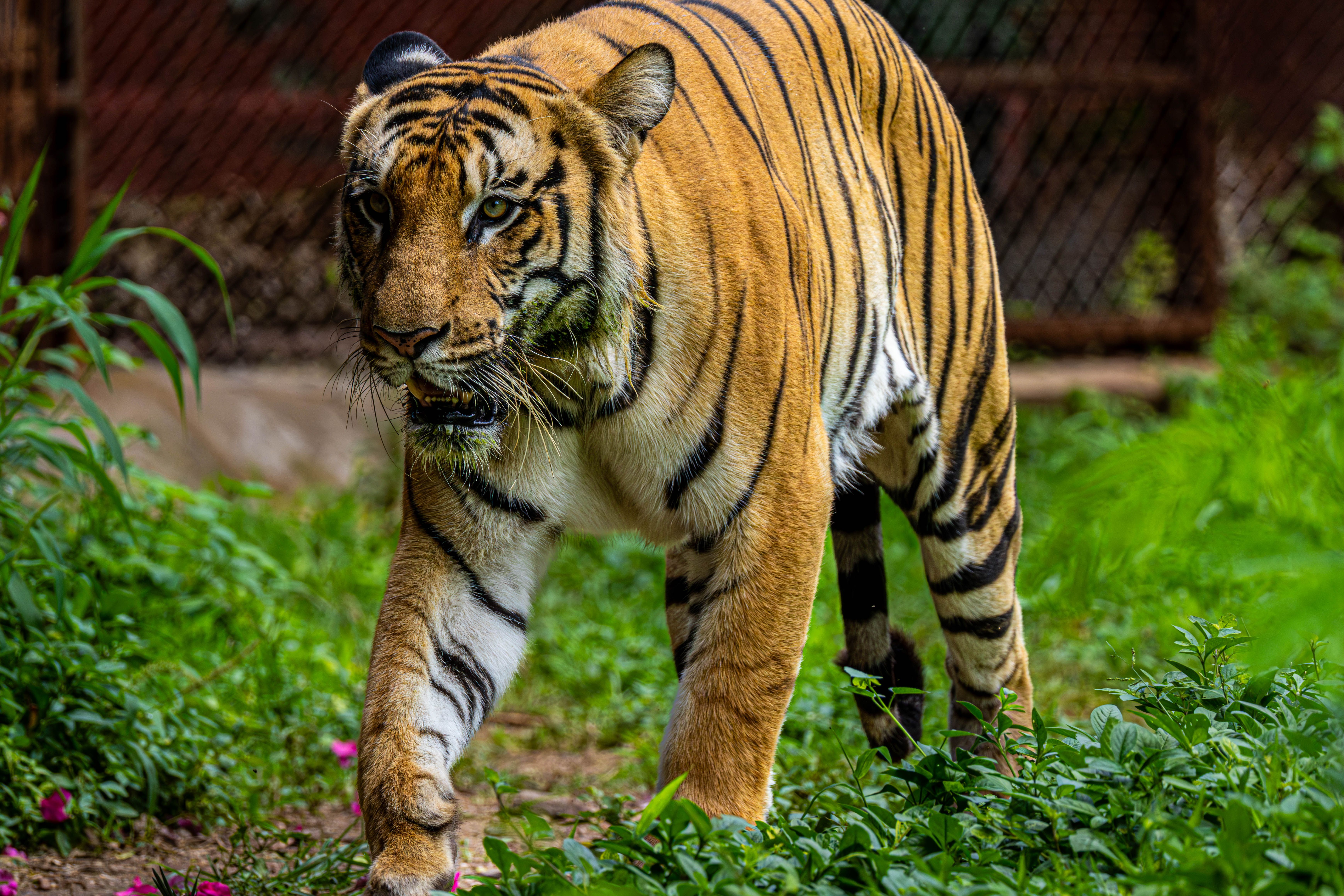 Orange and Black Bengal Tiger Walking on Green Grass Field during ...