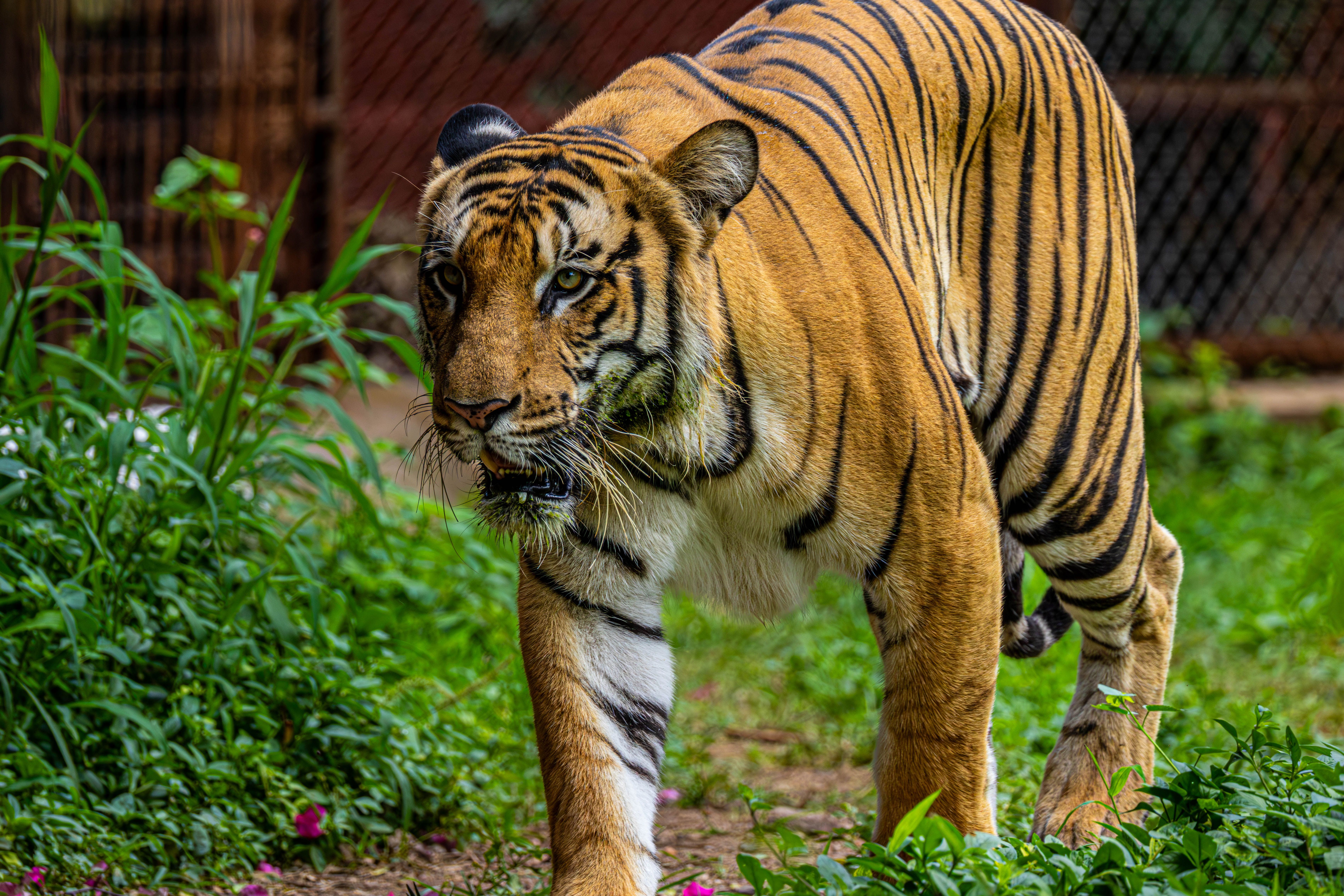 Orange and Black Bengal Tiger Walking on Green Grass Field during ...