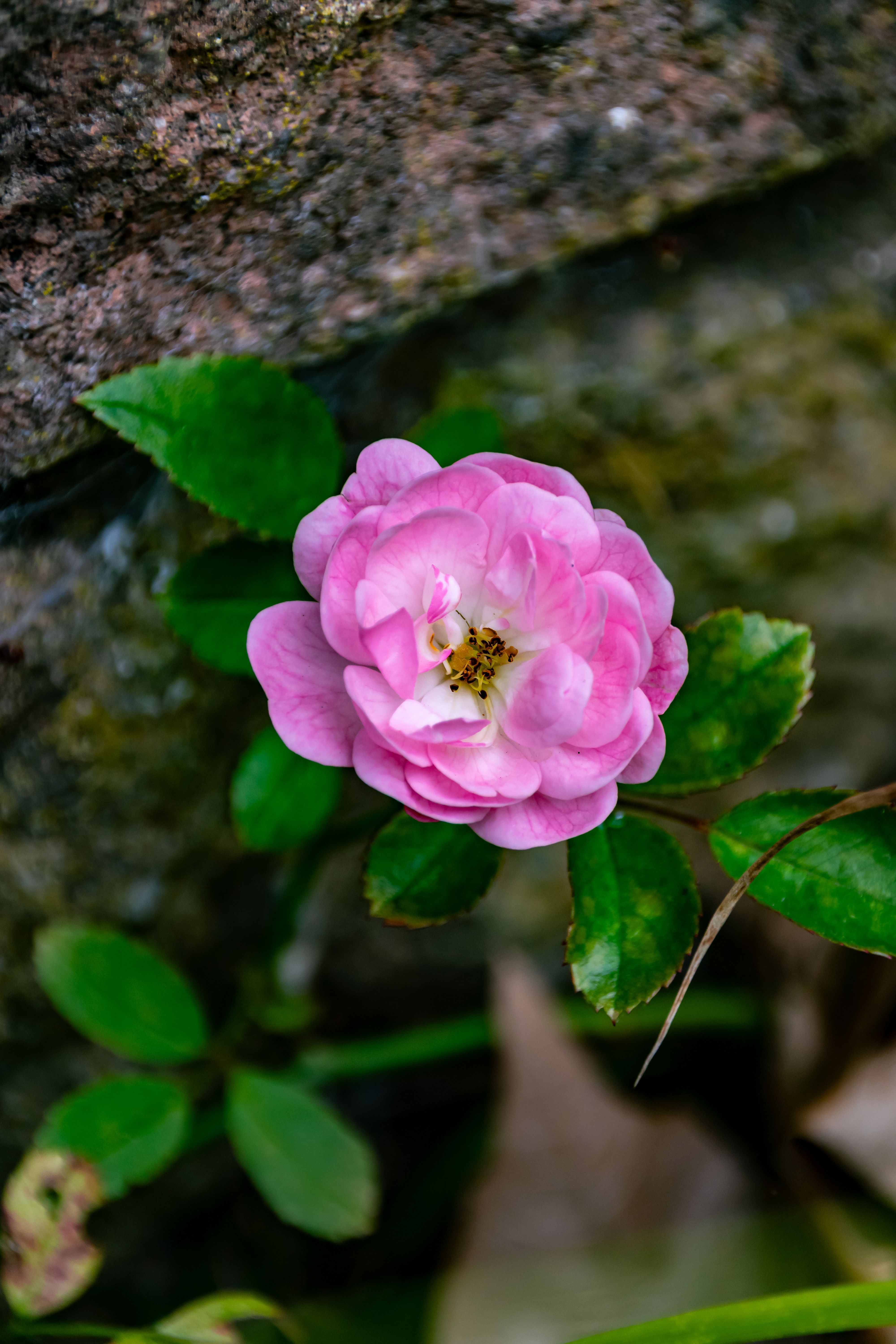 Pink Color Photos, Download The BEST Free Pink Color Stock Photos & HD ...