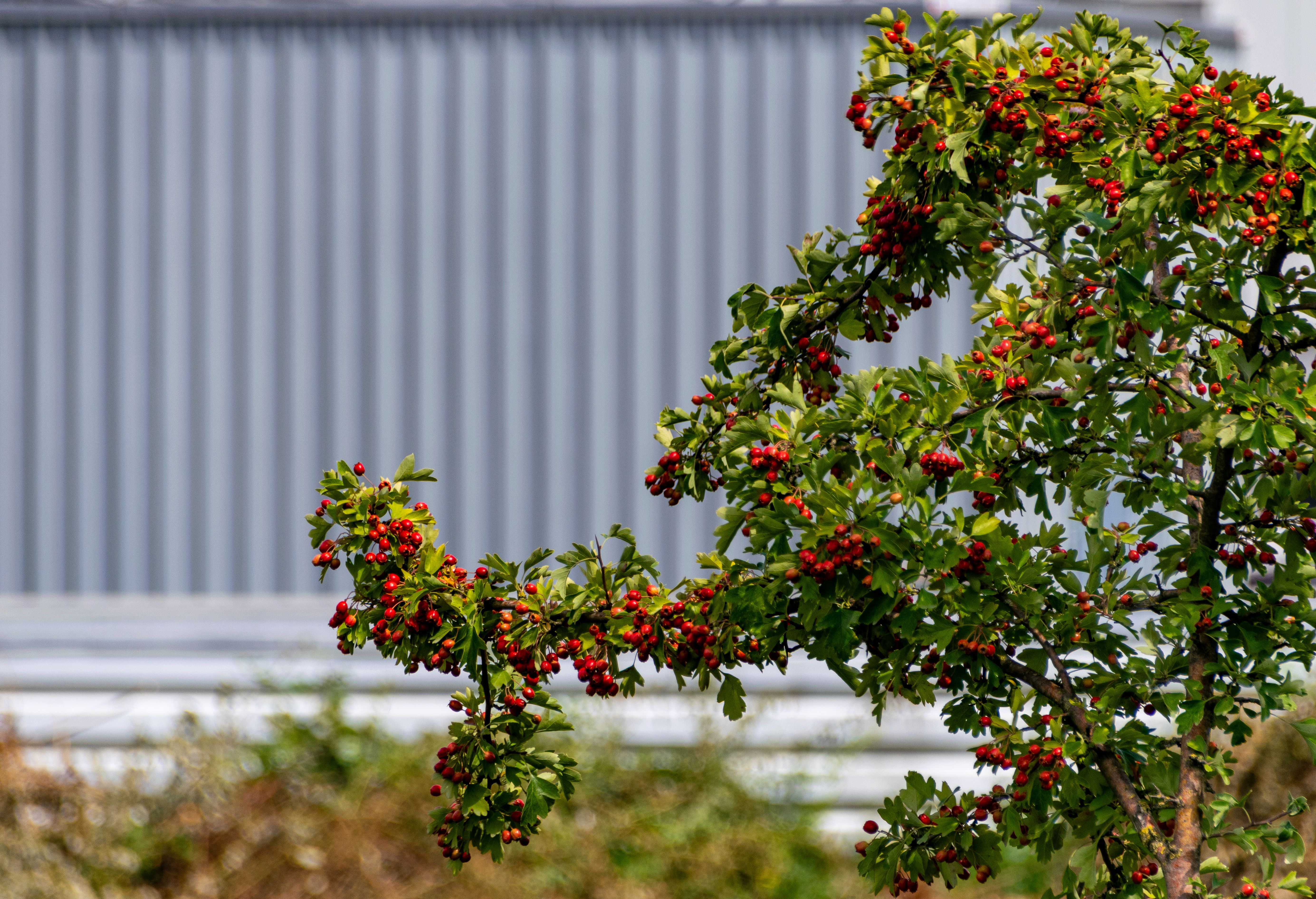 Vibrant Hawthorn Tree Branch with Red Berries · Free Stock Photo