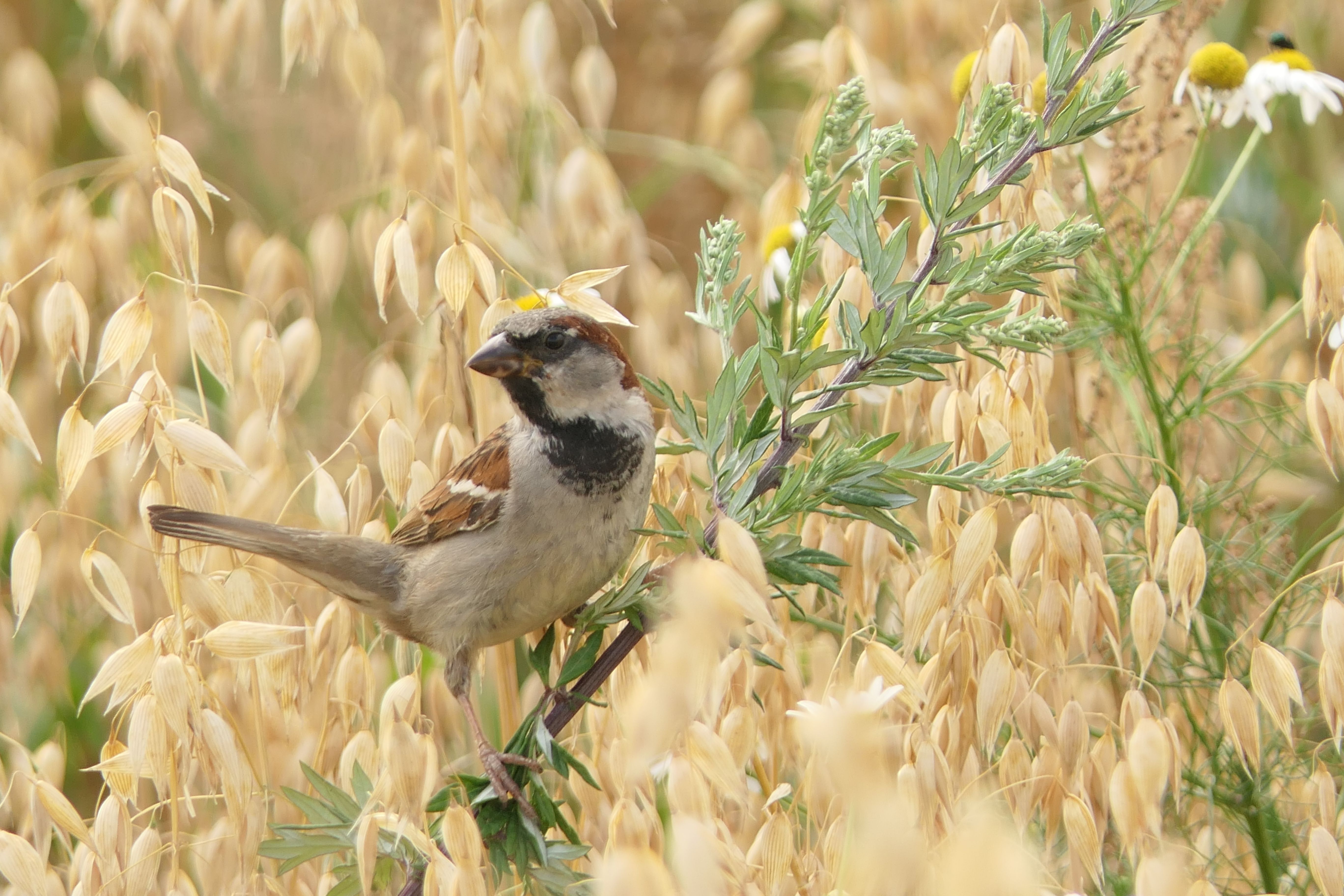 House Sparrow Perched Among Oat Plants in Summer · Free Stock Photo