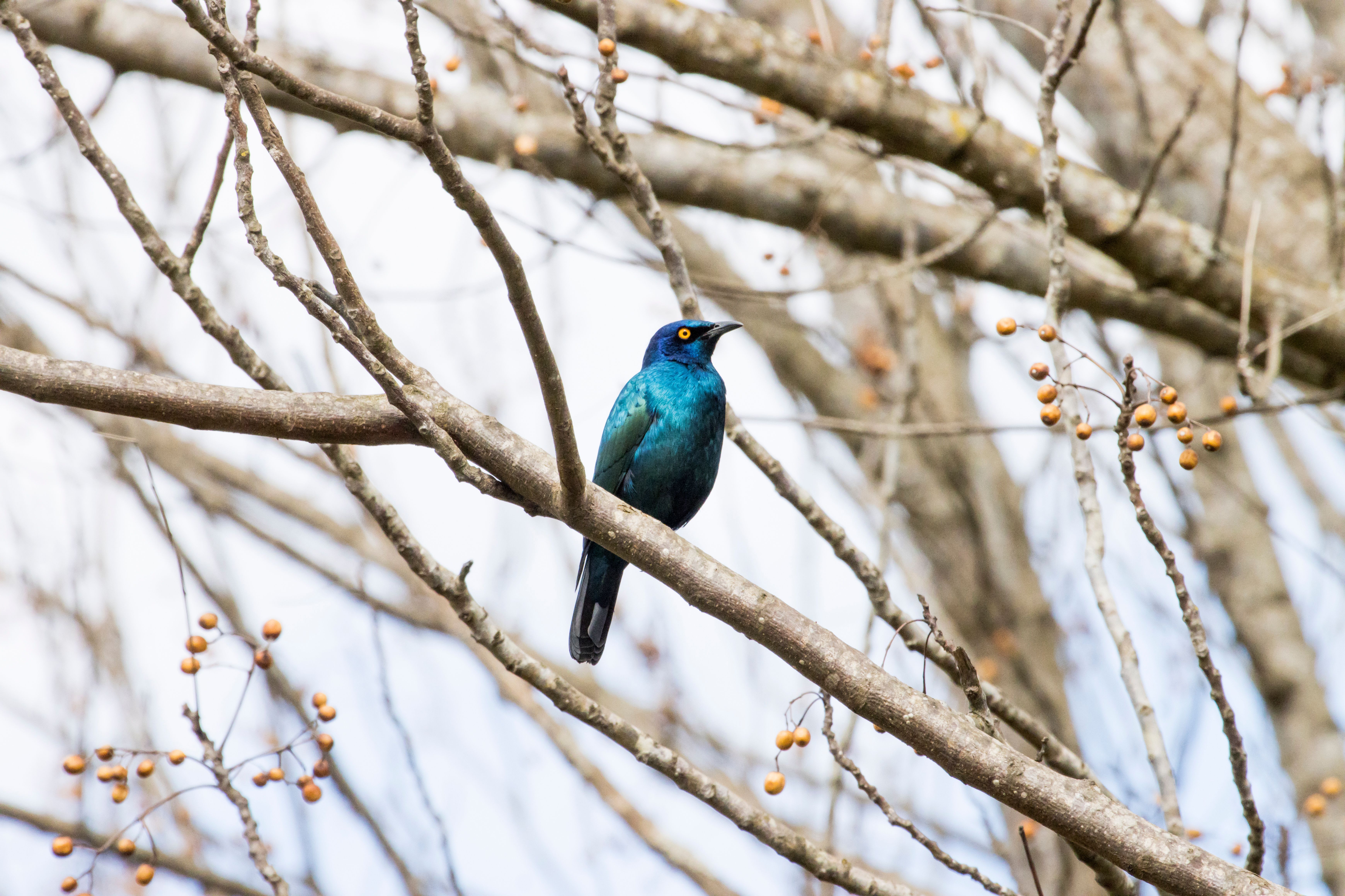 Vibrant Blue Starling Perched on Leafless Branch · Free Stock Photo