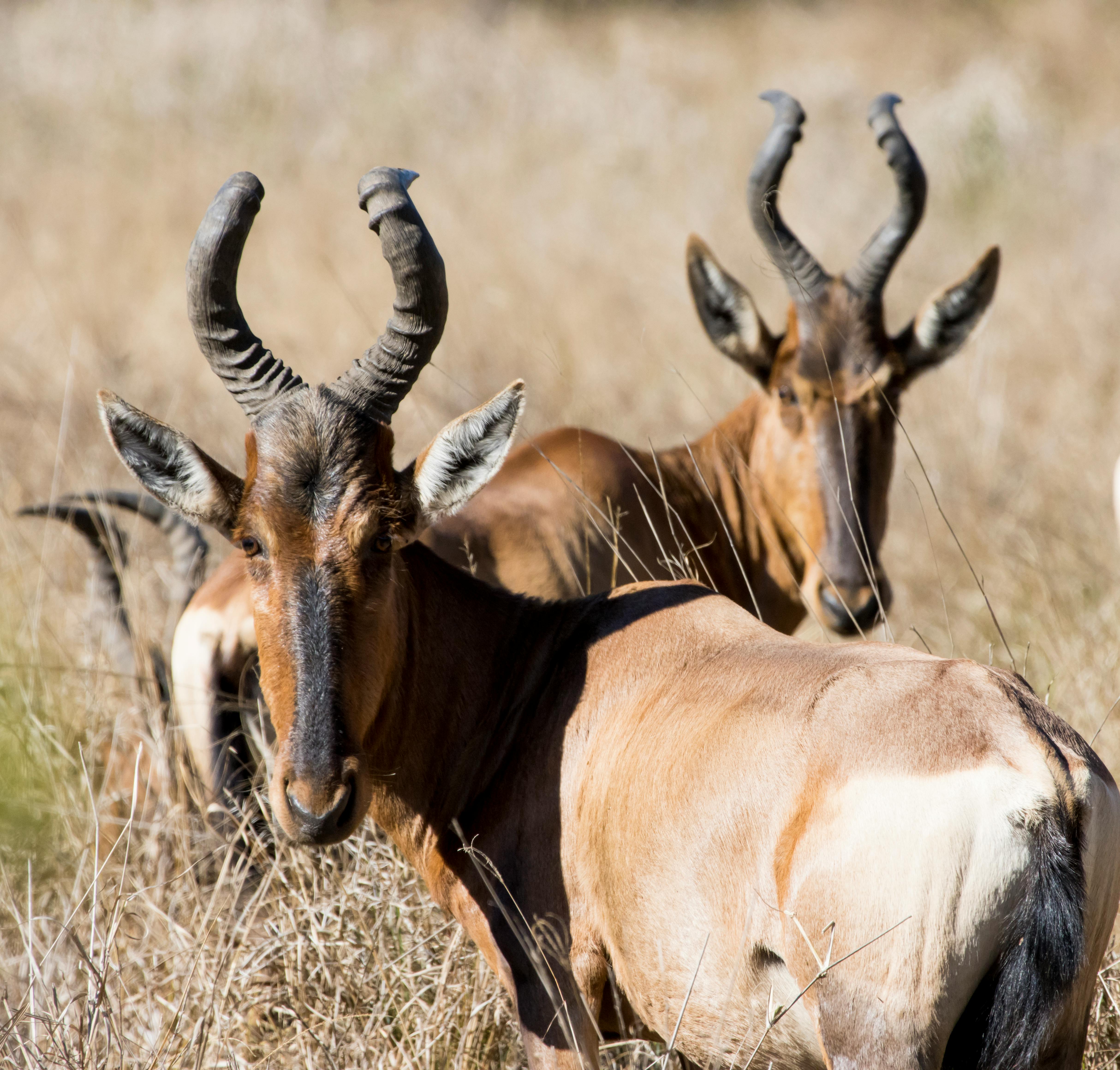 Mature Animals Photos, Download The BEST Free Mature Animals Stock ...