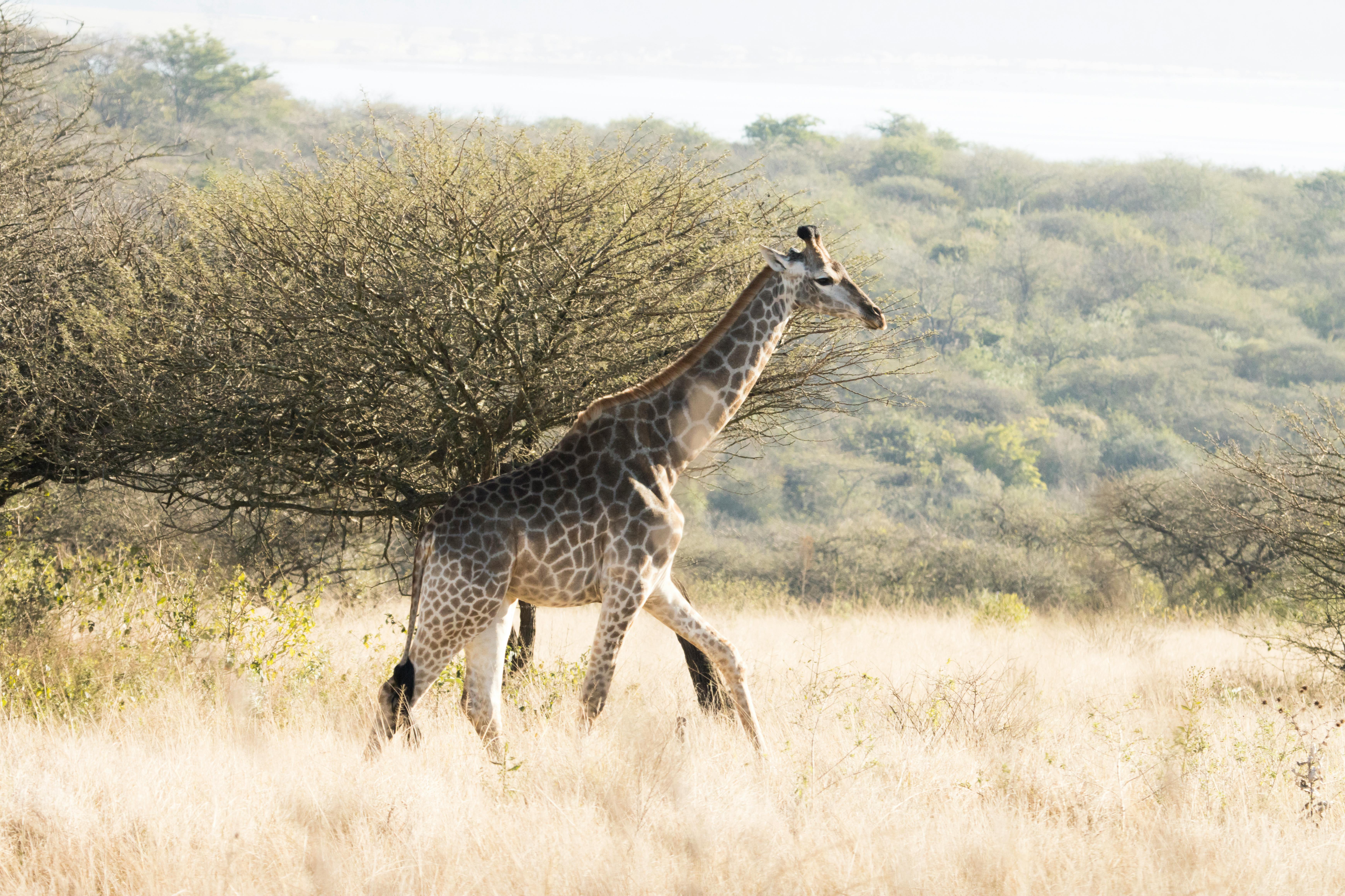 Safari Background Photos, Download The BEST Free Safari Background ...