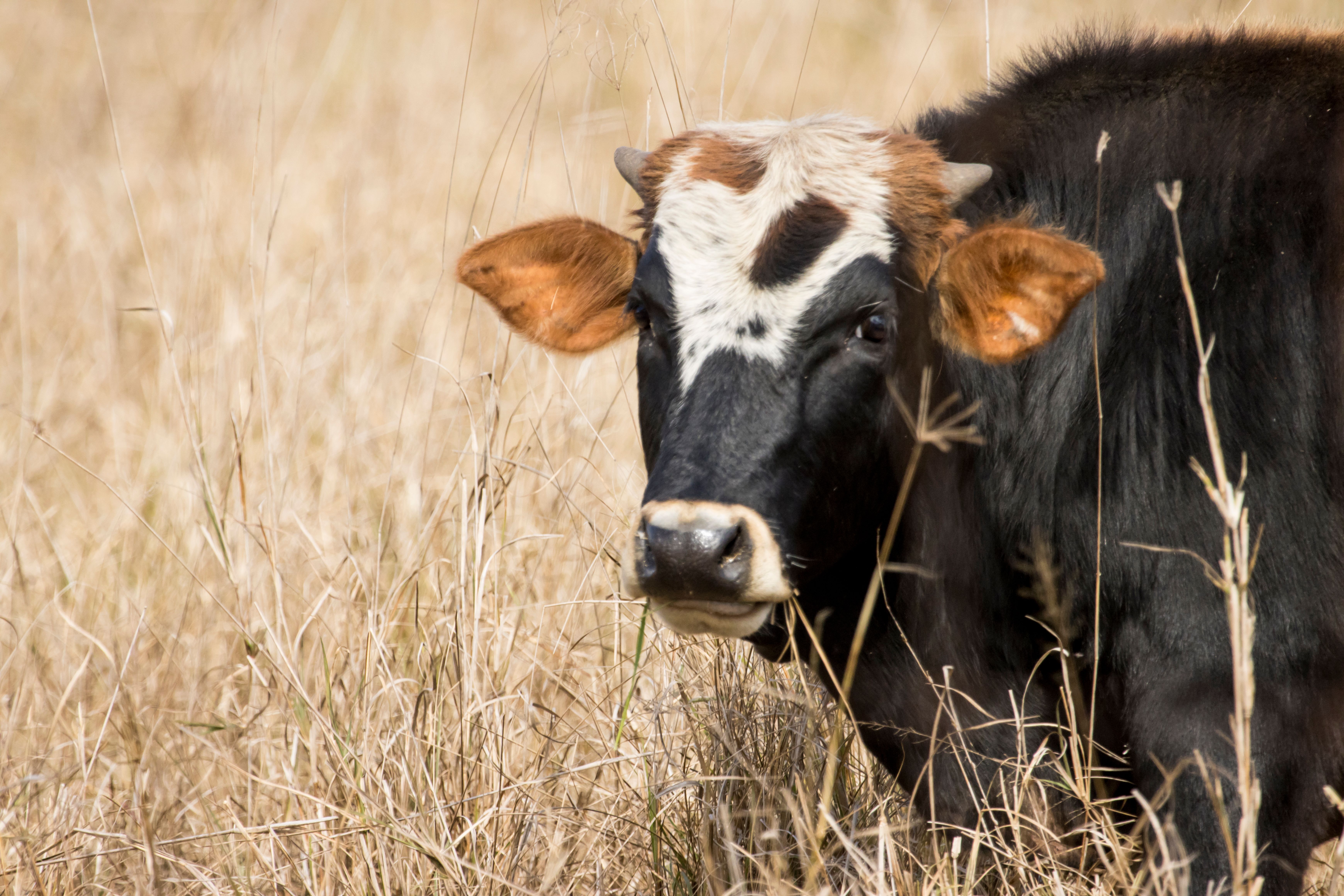 Amerifax Cattle Photos, Download The BEST Free Amerifax Cattle Stock ...