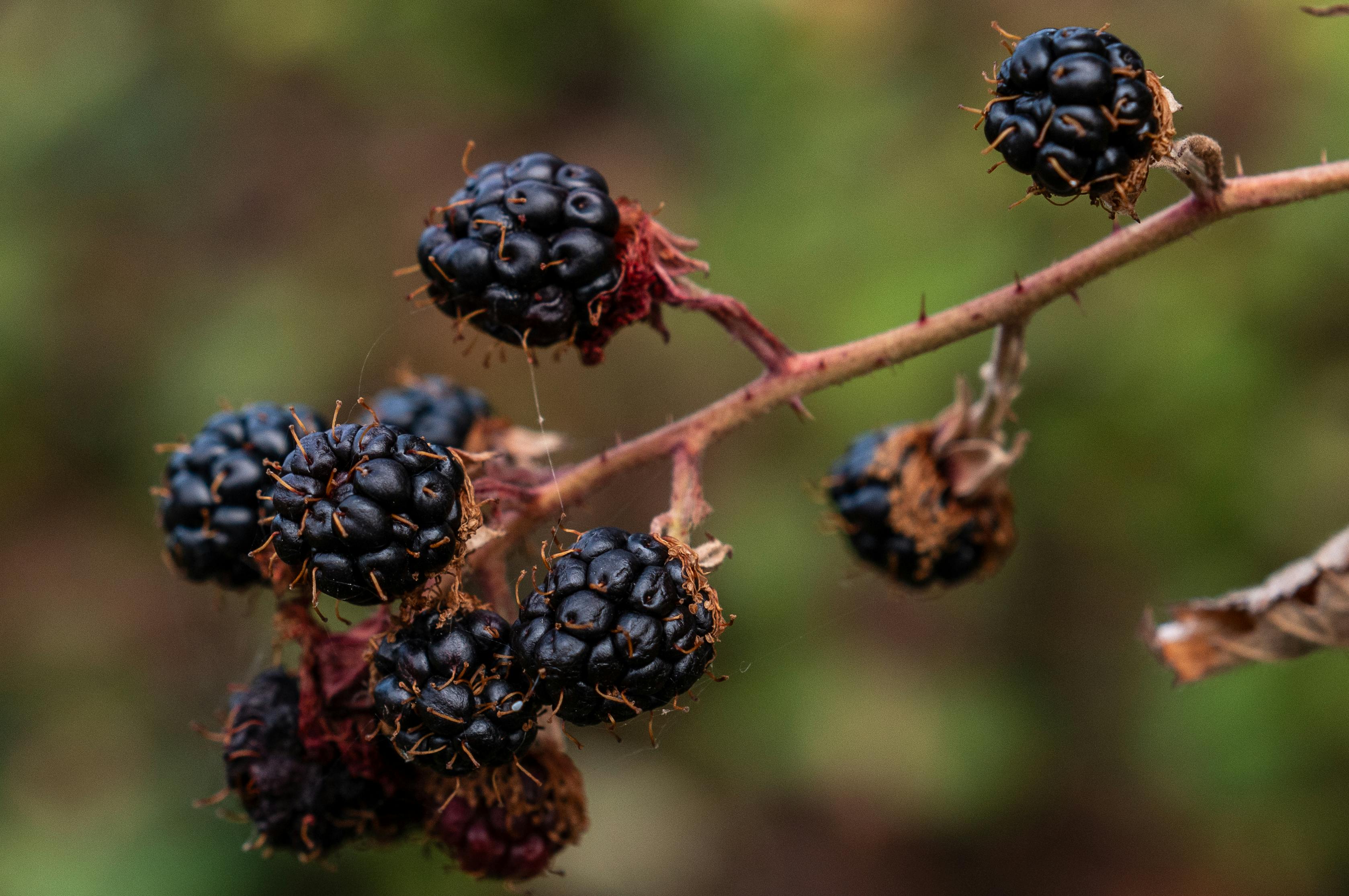 Raw Pixels Photos, Download The BEST Free Raw Pixels Stock Photos & HD ...