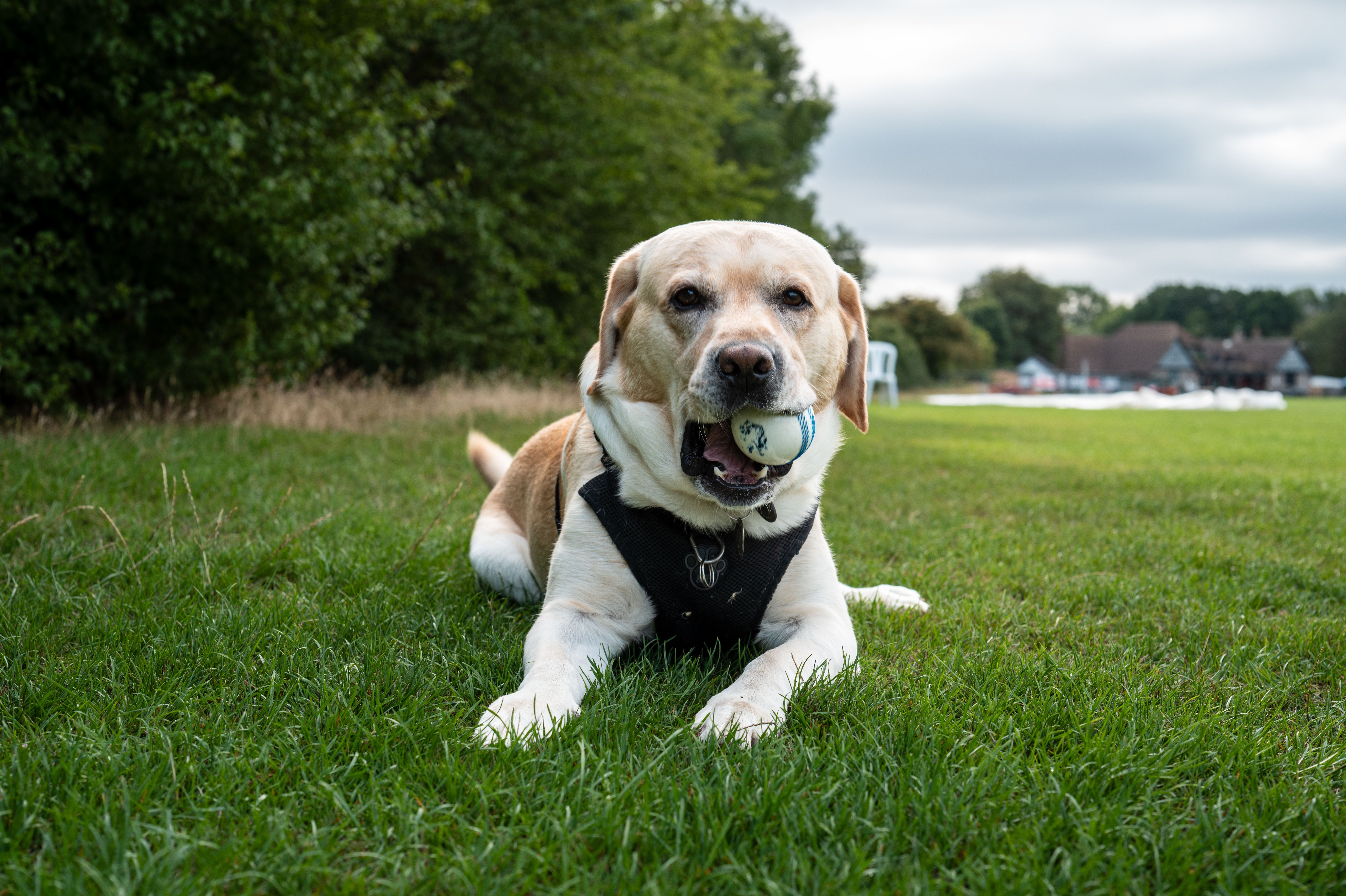 10 000+ beste Hundbilder · 100 % gratis nedlasting · Pexels-arkivbilder