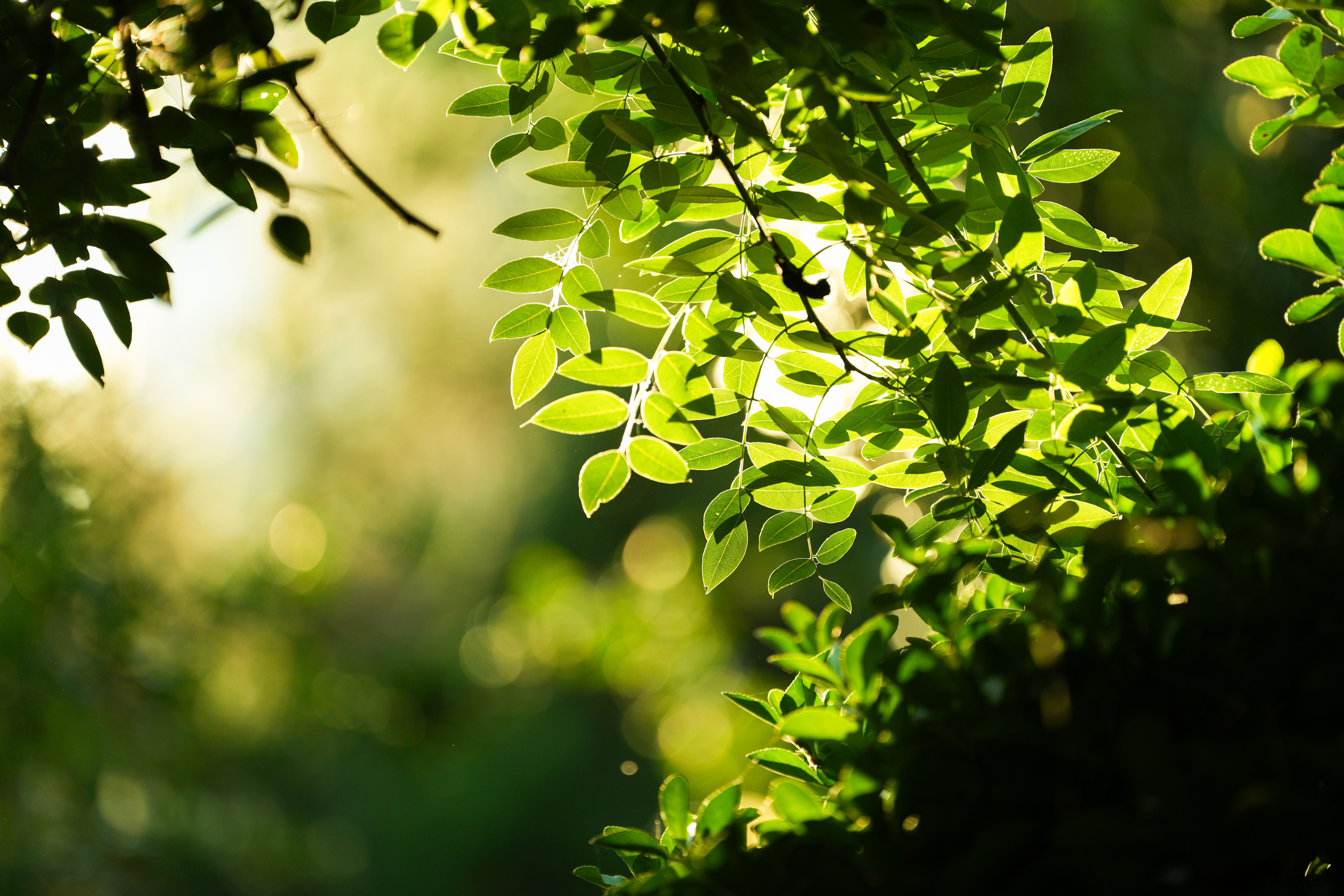 Chỉnh sửa trong Canva
