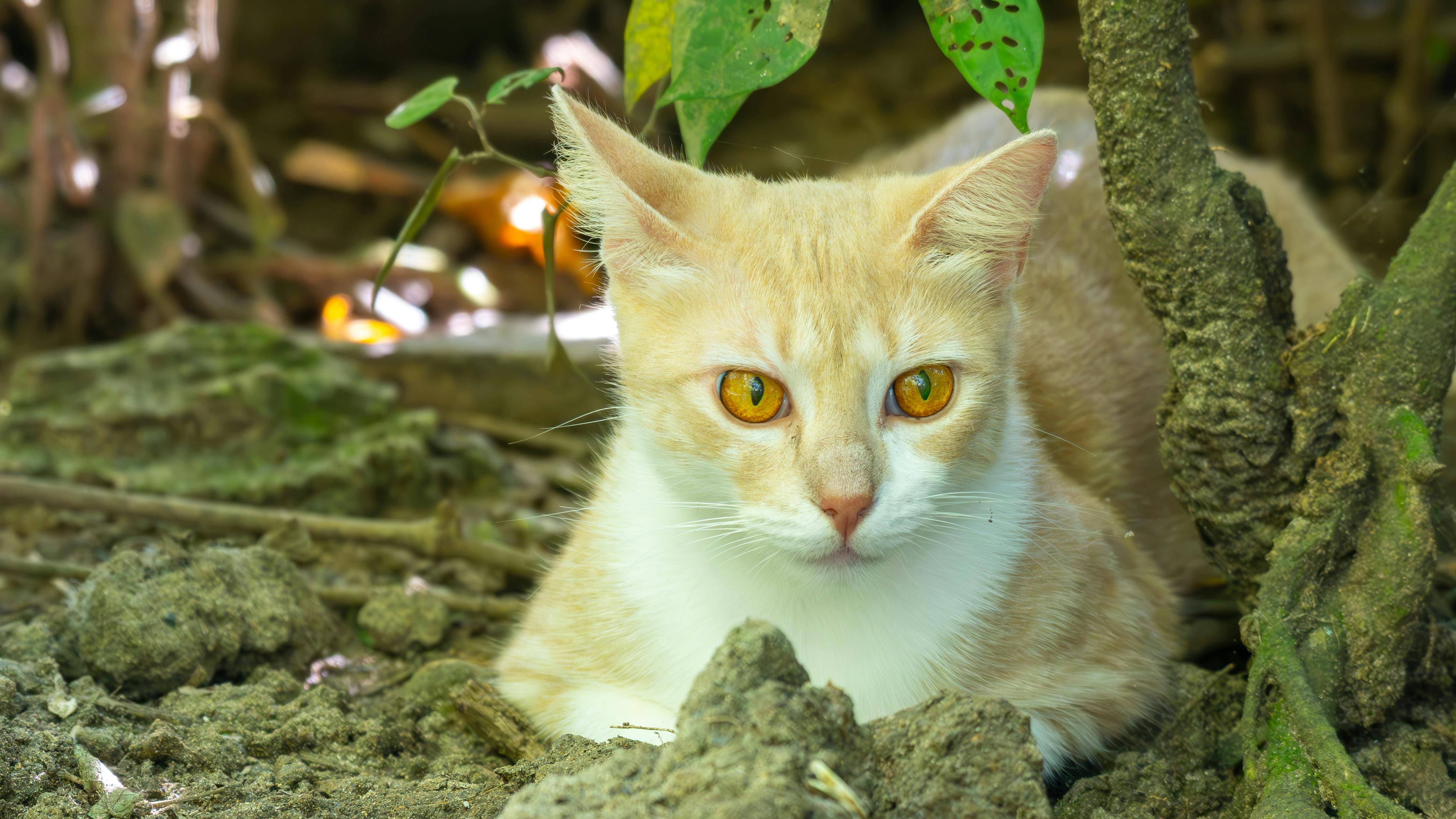 Devil Eyes Wallpaper 4k Photos, Download The BEST Free Devil Eyes ...