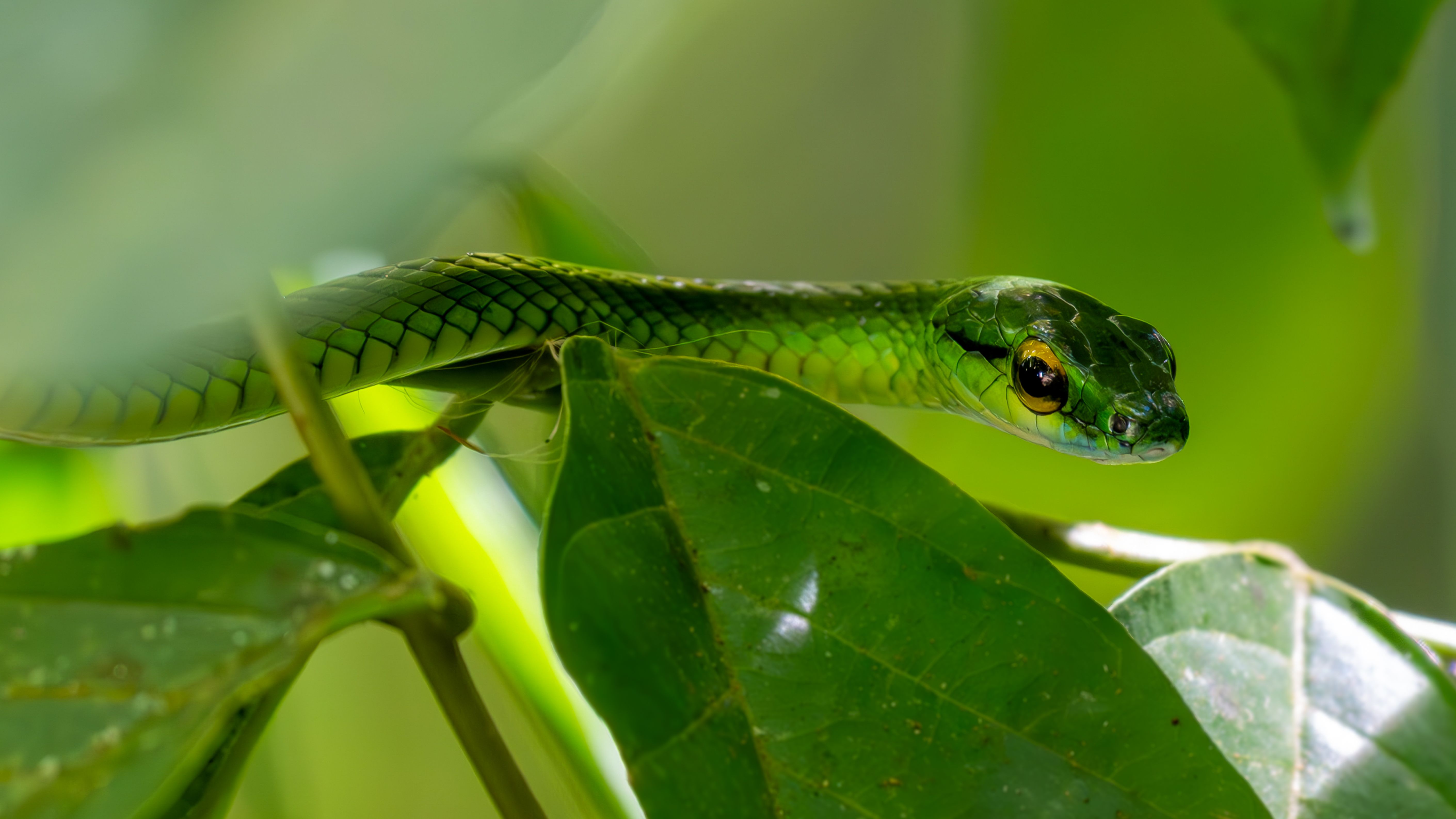 Serpiente Verde Vívida En La Selva Tropical De Costa Rica · Foto de ...