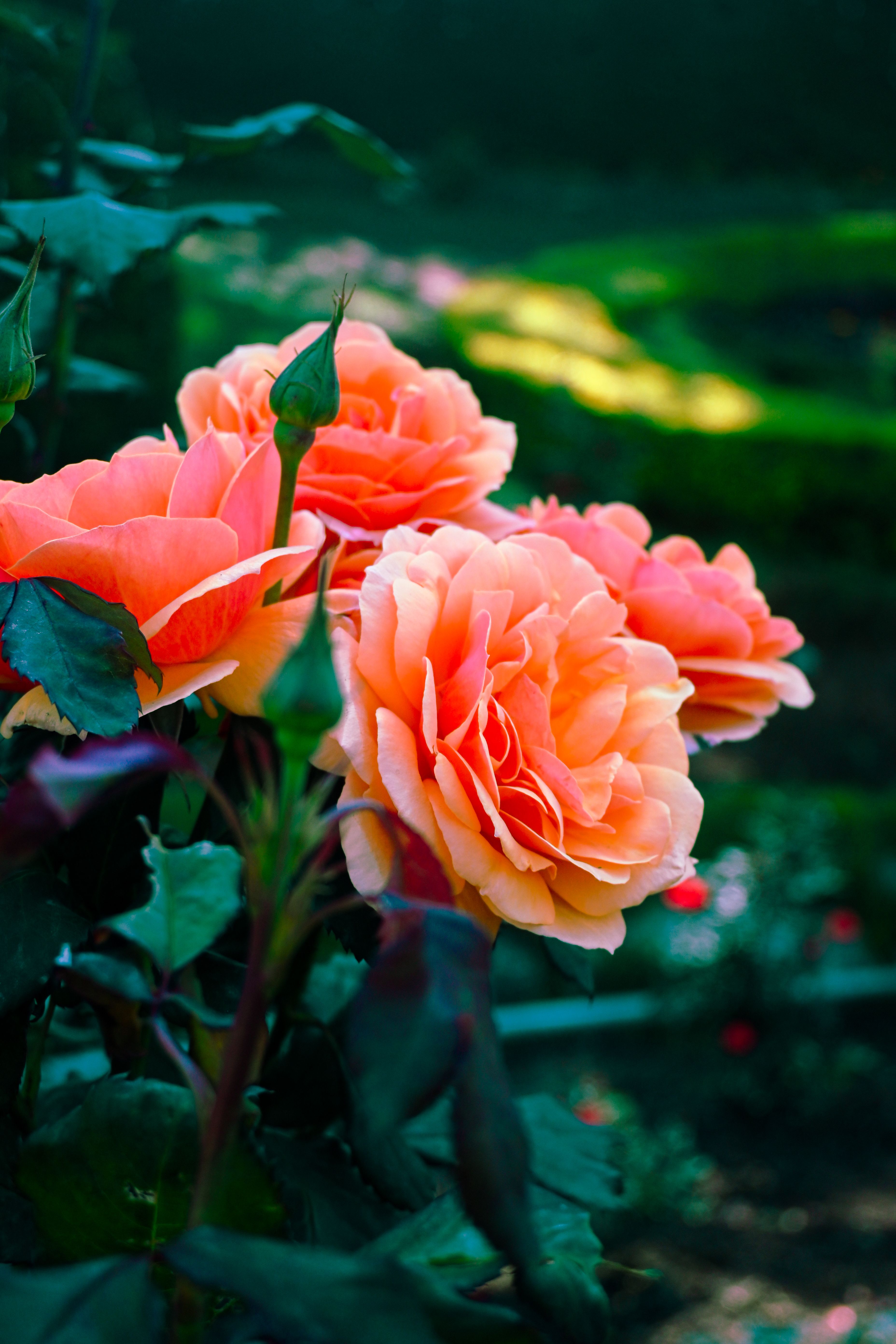 Vibrant Orange Roses in Ooty Garden · Free Stock Photo