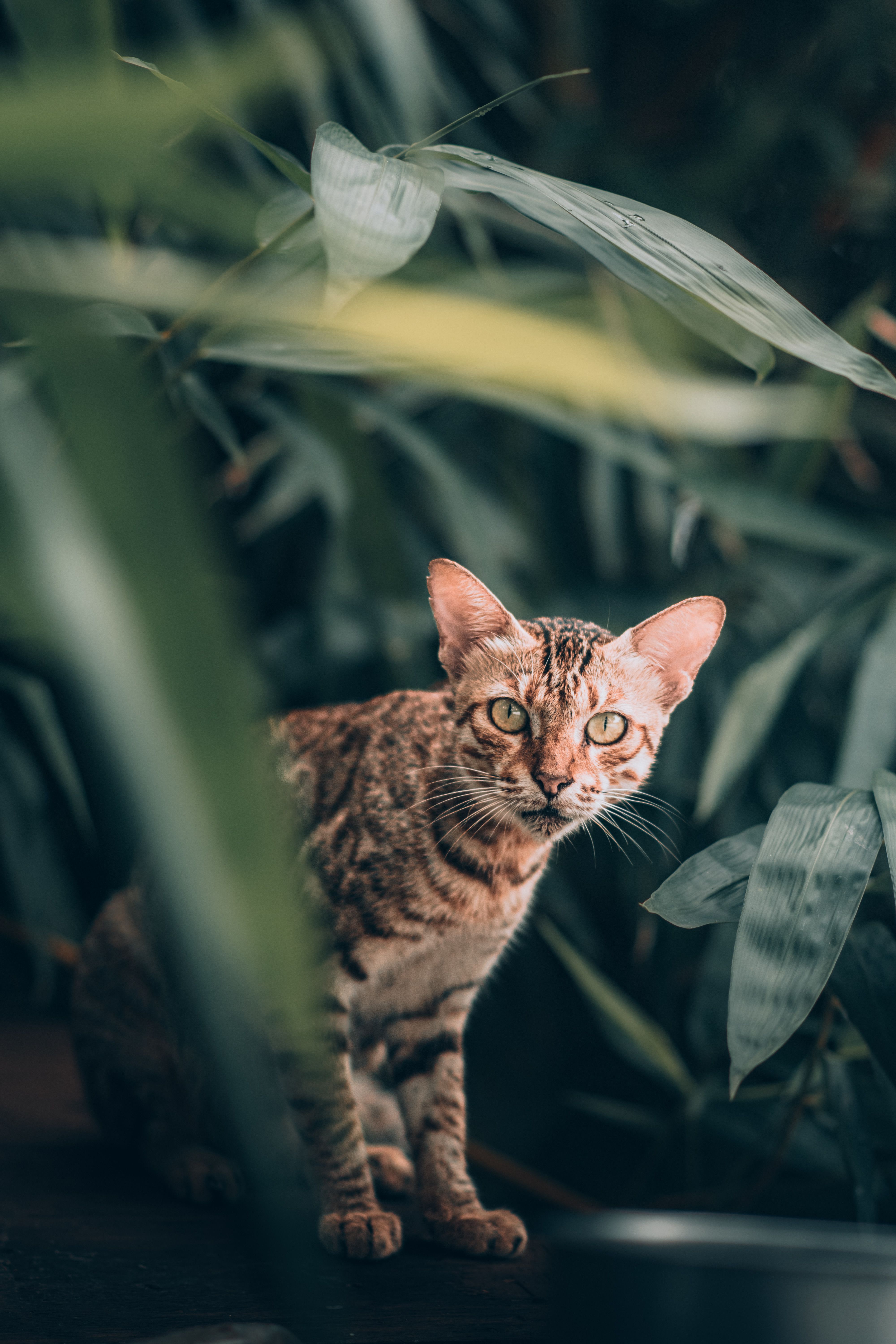 Stunning Bengal Cat in Lush Greenery Indoors · Free Stock Photo