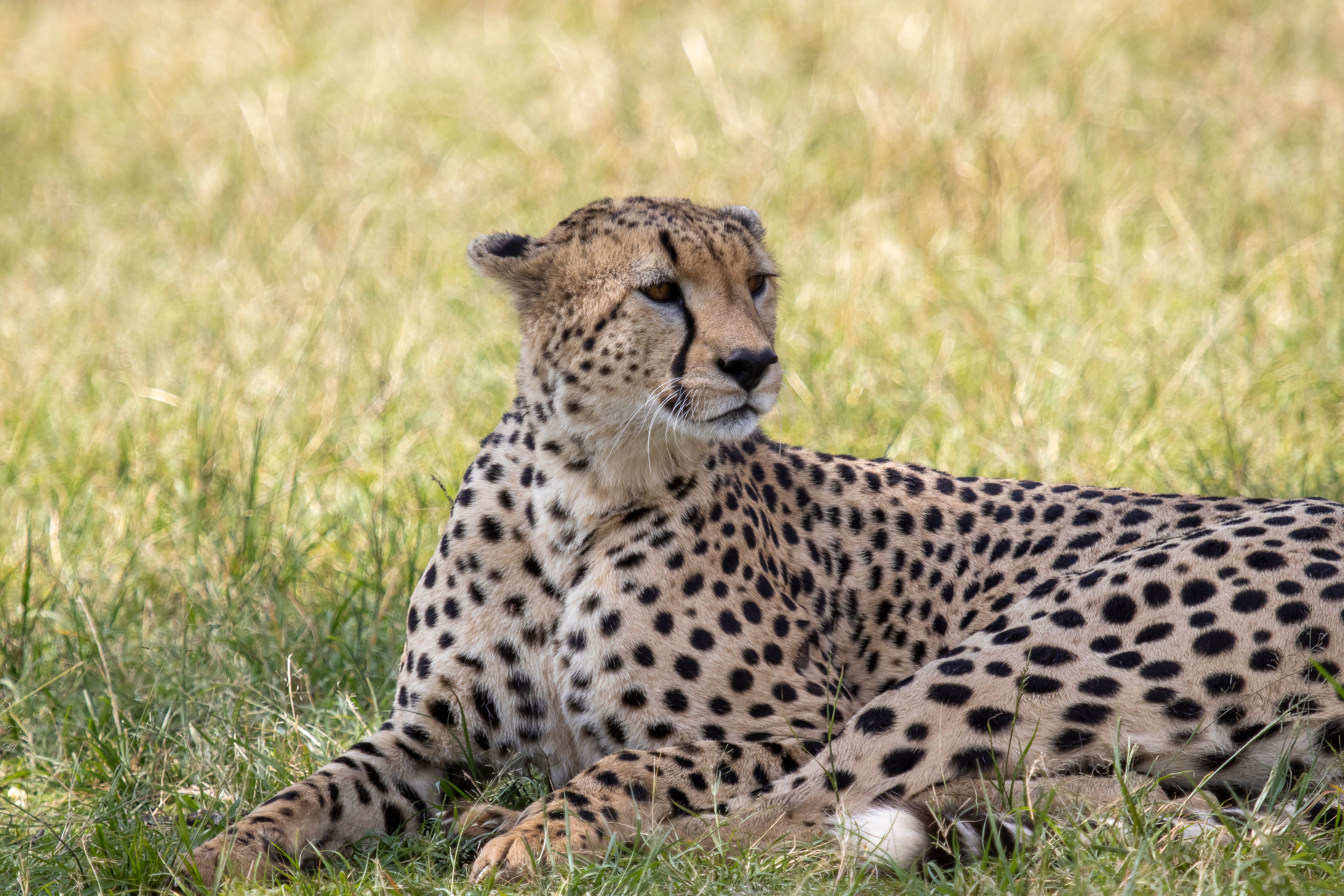 Cat Doh Photos, Download The BEST Free Cat Doh Stock Photos & HD Images