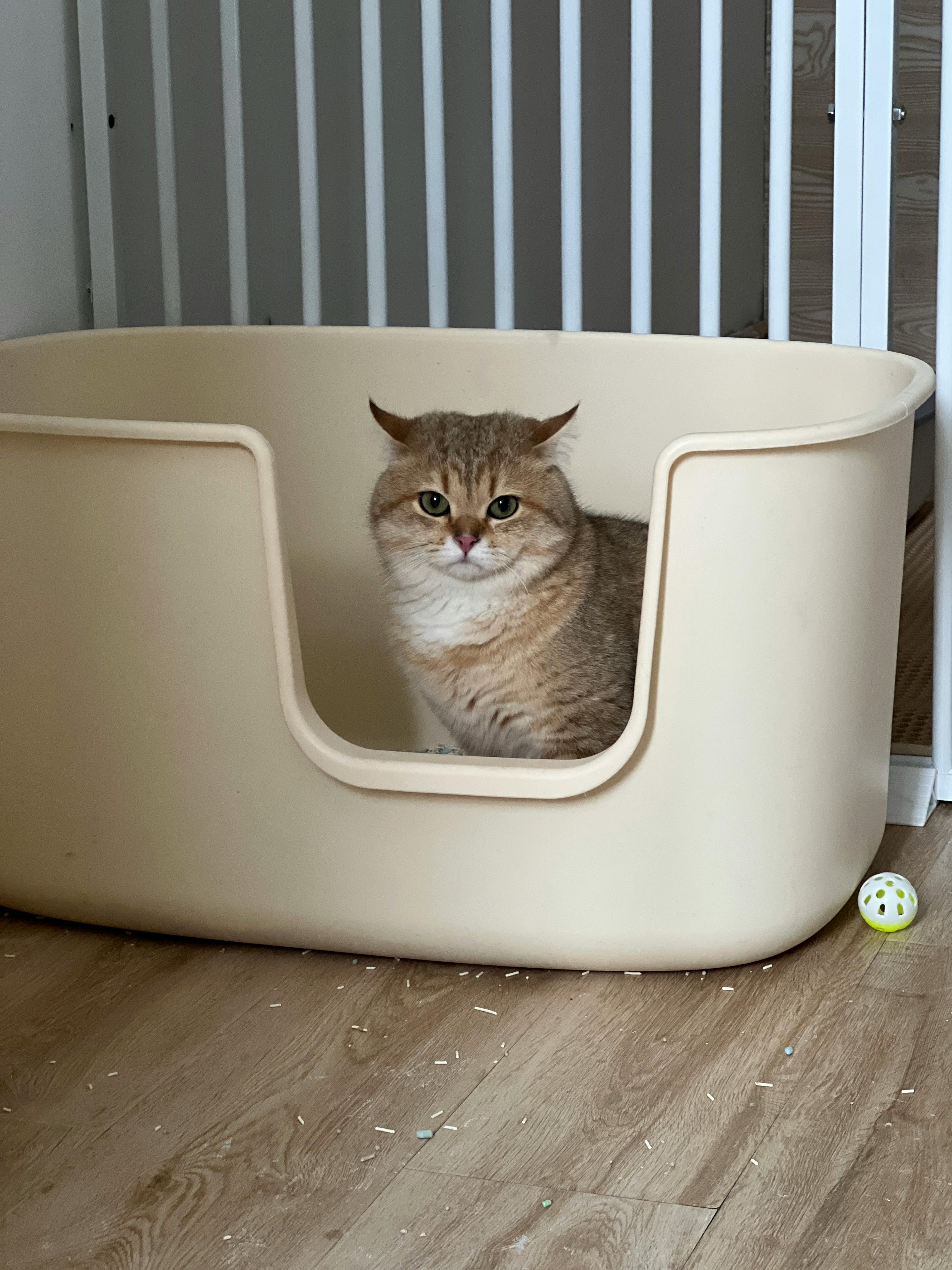 Litter Box Photos, Download The BEST Free Litter Box Stock Photos & HD ...