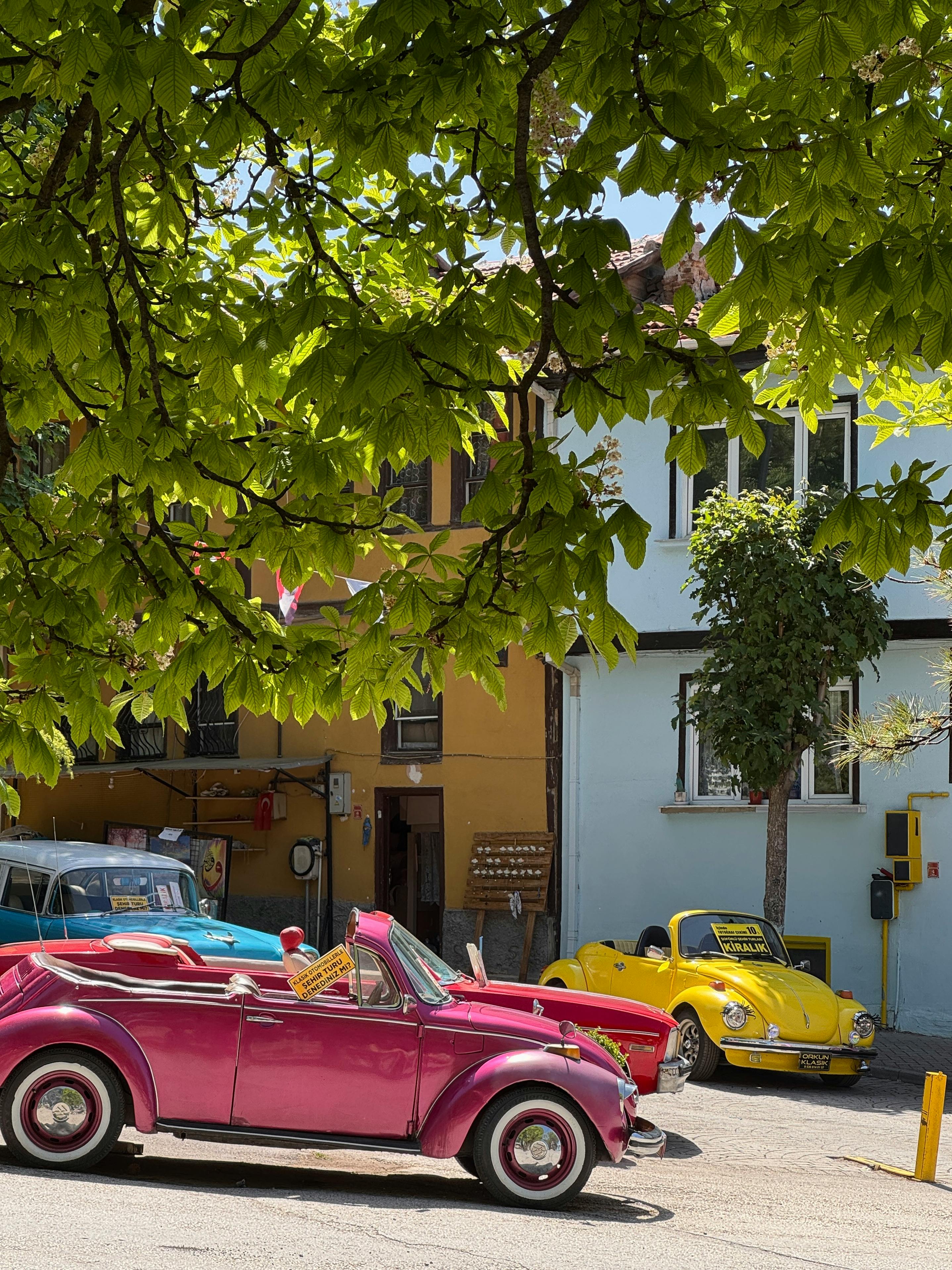 Arjun Tree Photos, Download The BEST Free Arjun Tree Stock Photos & HD ...