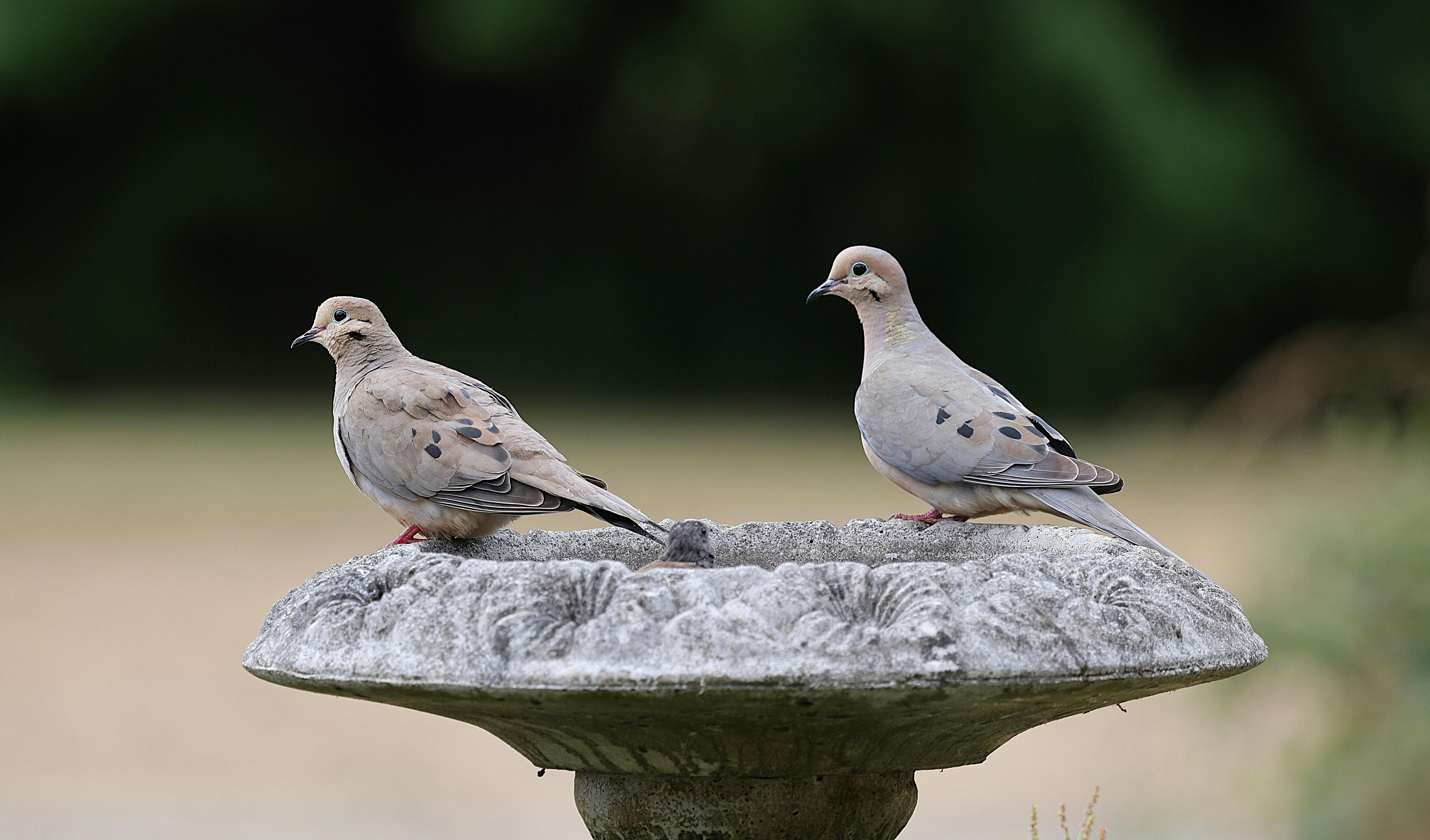 Pair of Mourning Doves on Stone Birdbath · Free Stock Photo