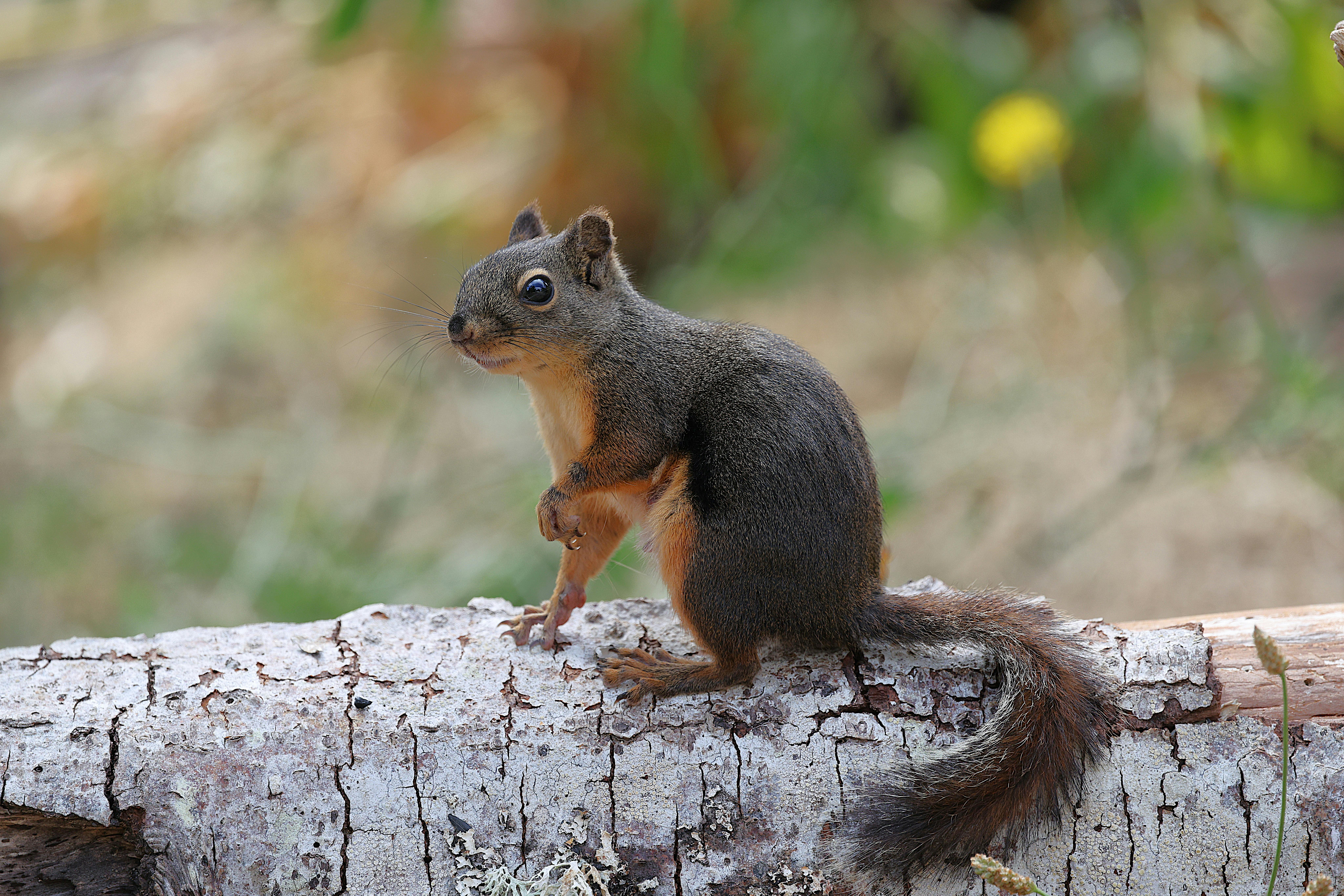 Curious Rodent Photos, Download The BEST Free Curious Rodent Stock ...