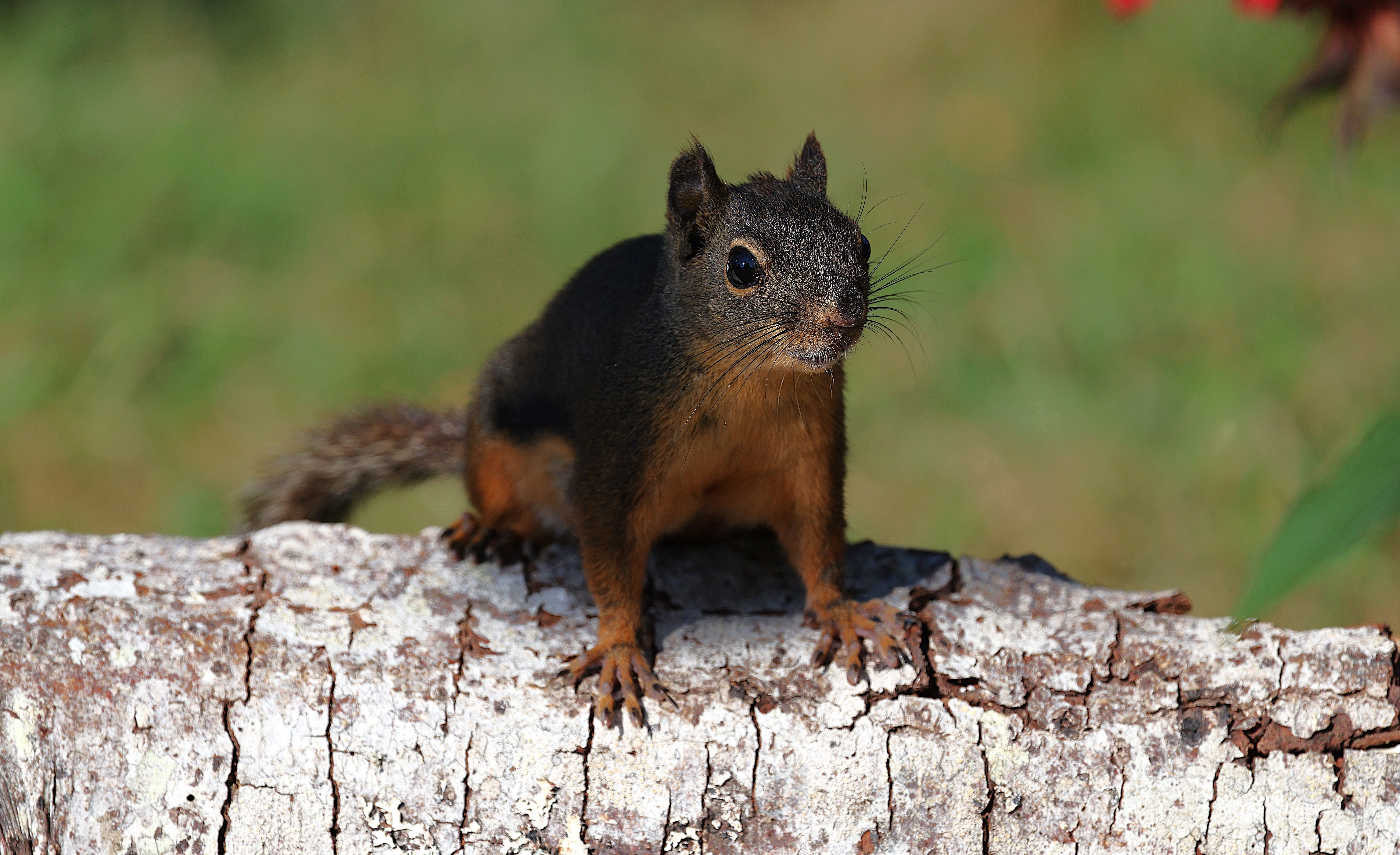 Close-up of Douglas Squirrel on a Log · Free Stock Photo