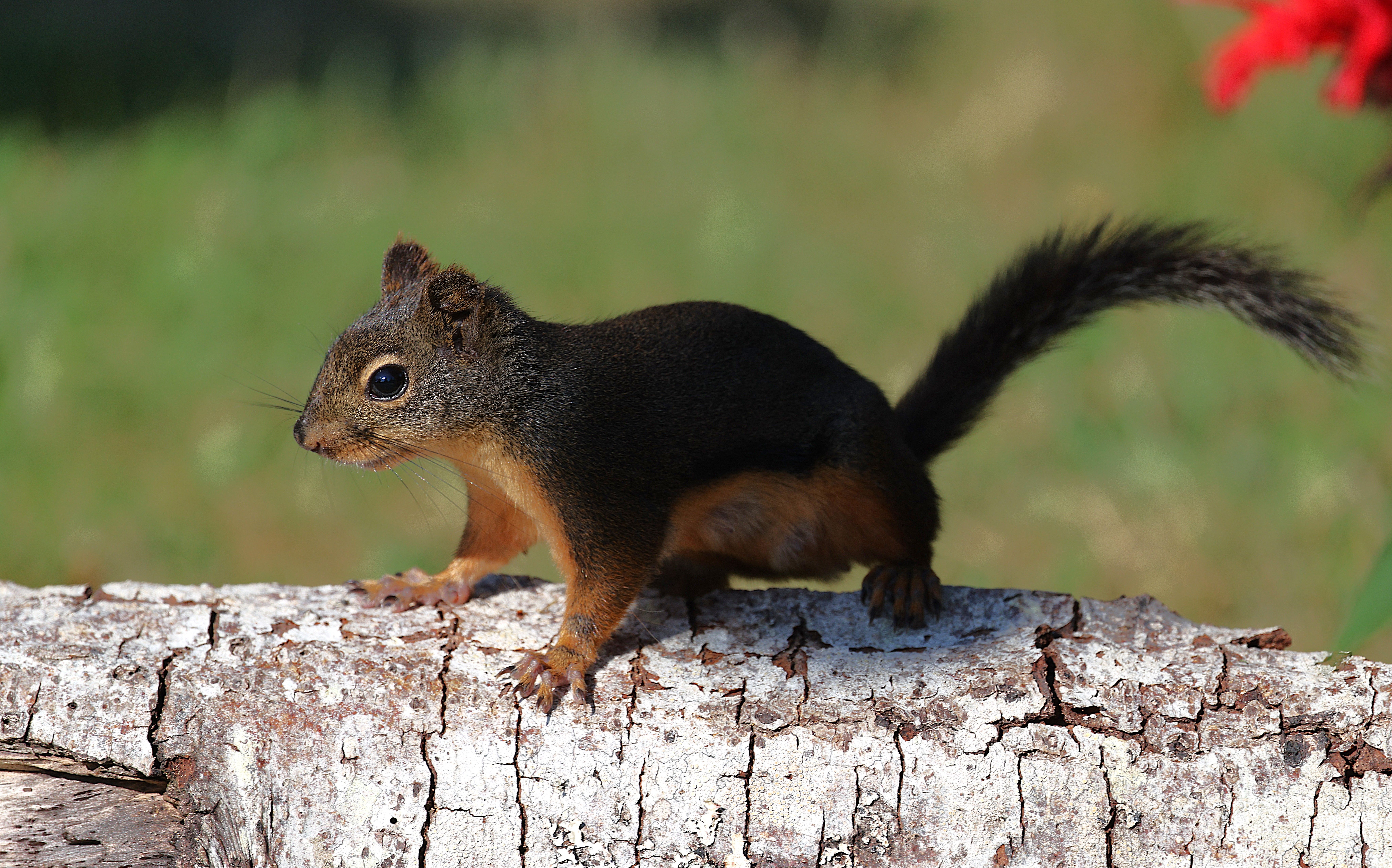 Cute Animals Garden Photos, Download The BEST Free Cute Animals Garden ...