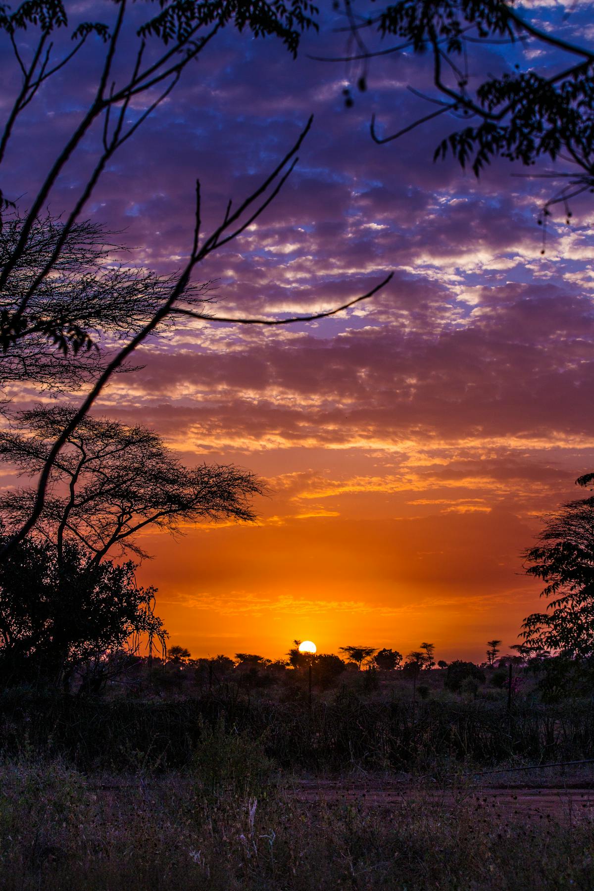 African Trees Photos, Download The BEST Free African Trees Stock Photos ...