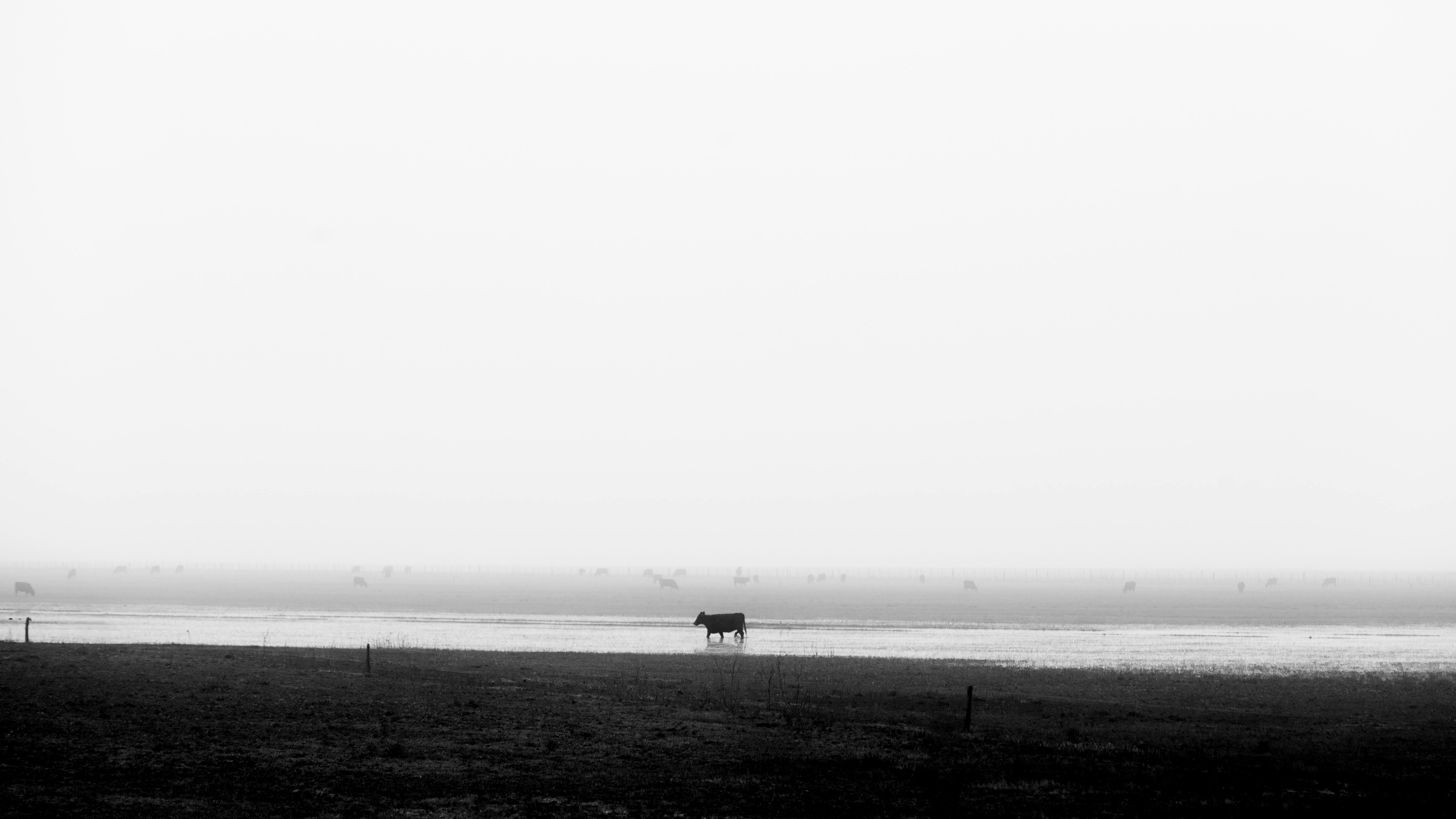 Ww2 6mature9 Cow Photos, Download The BEST Free Ww2 6mature9 Cow Stock ...