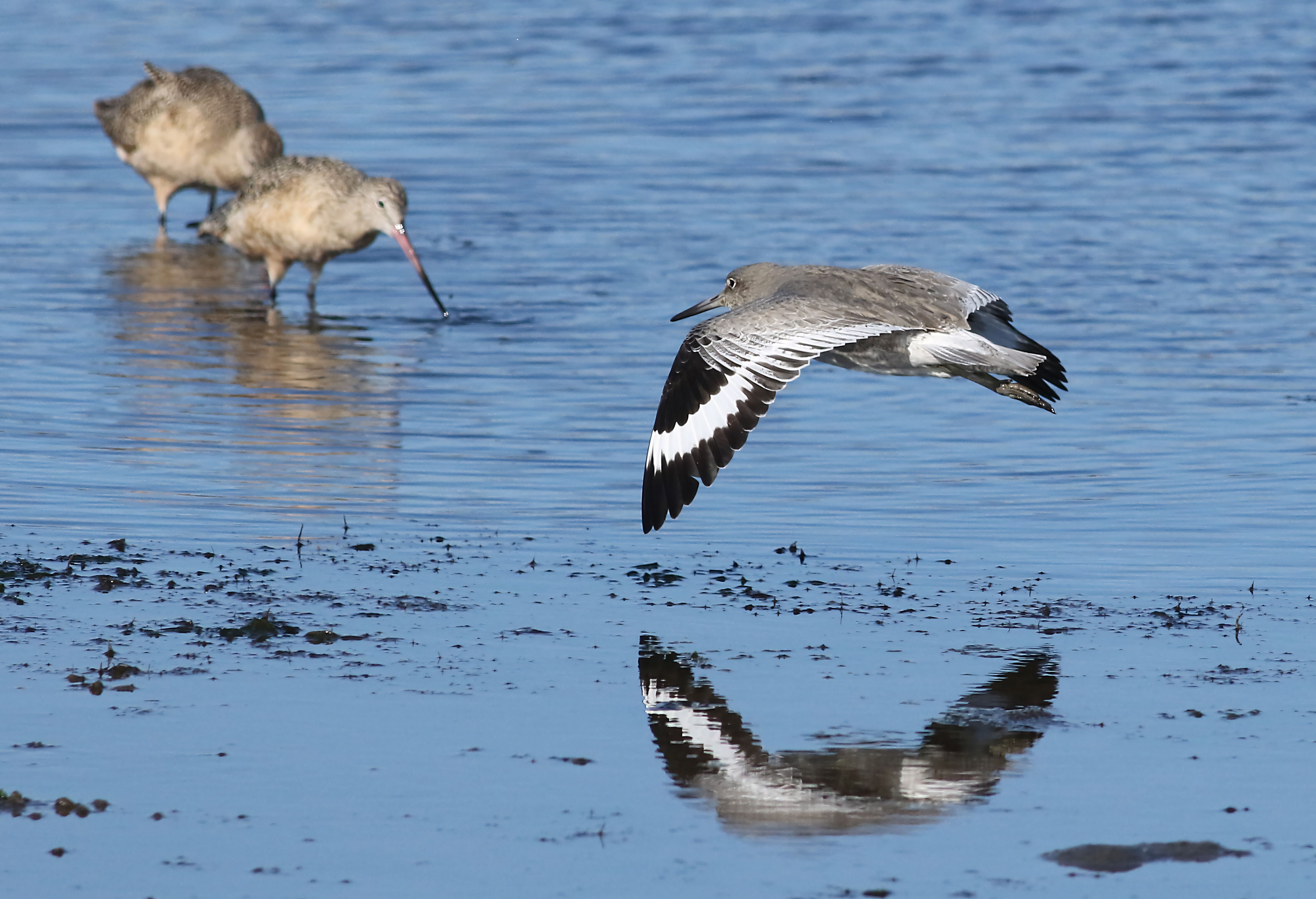 Willet Birds in Flight Over Wetlands · Free Stock Photo