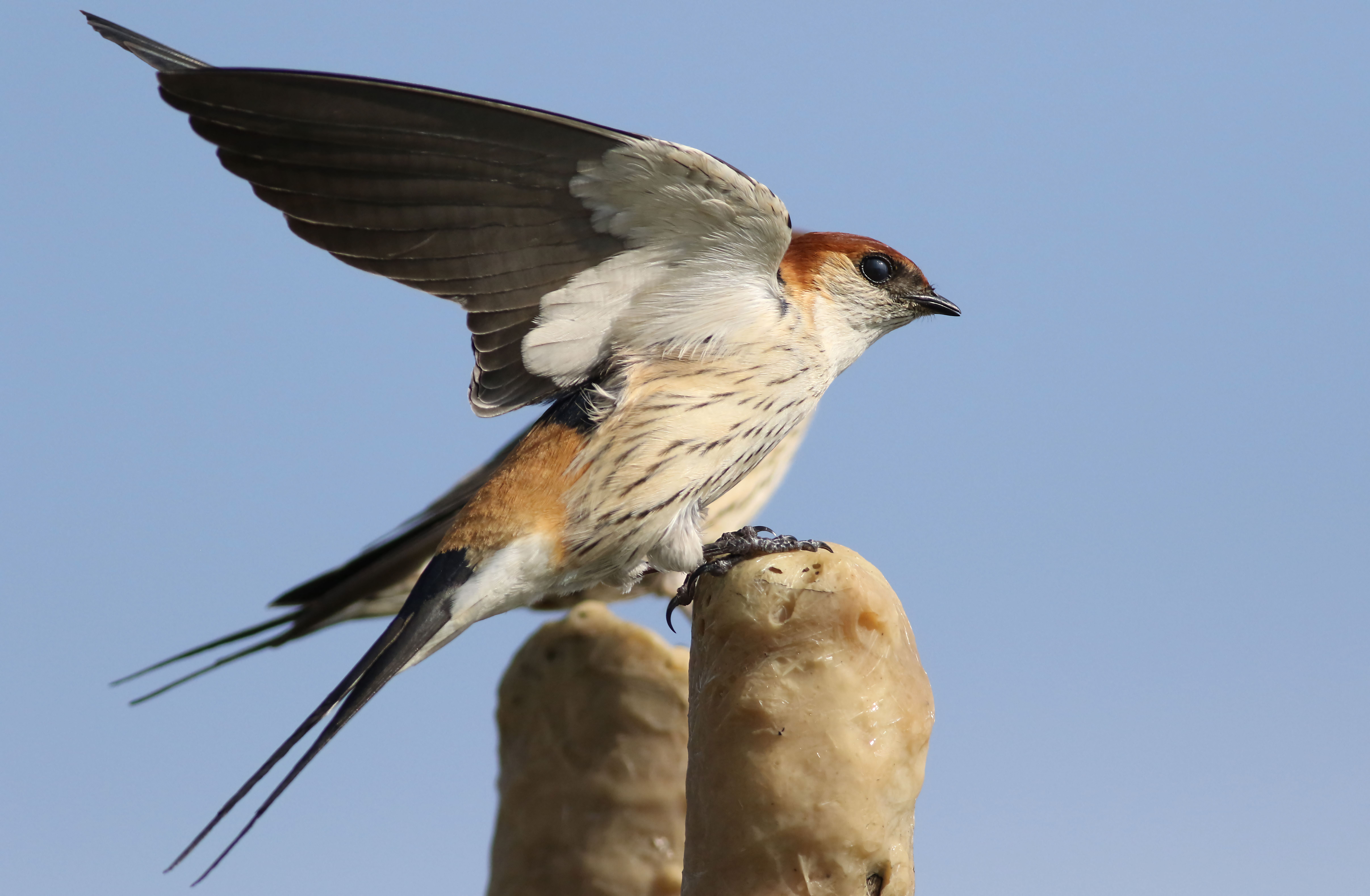 Greater Striped Swallow Perched in Natural Habitat · Free Stock Photo