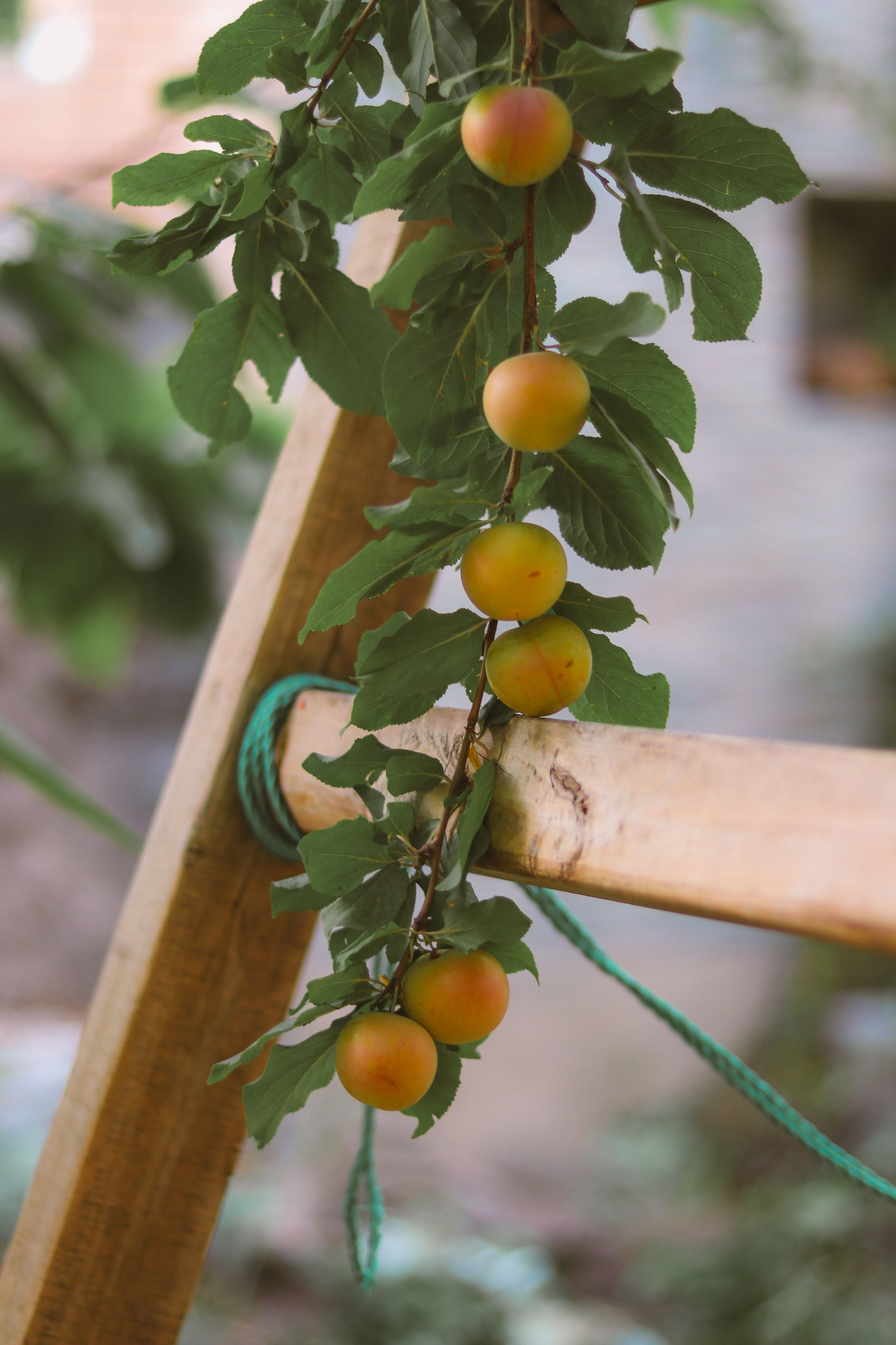 Summer Food Photos, Download The BEST Free Summer Food Stock Photos ...