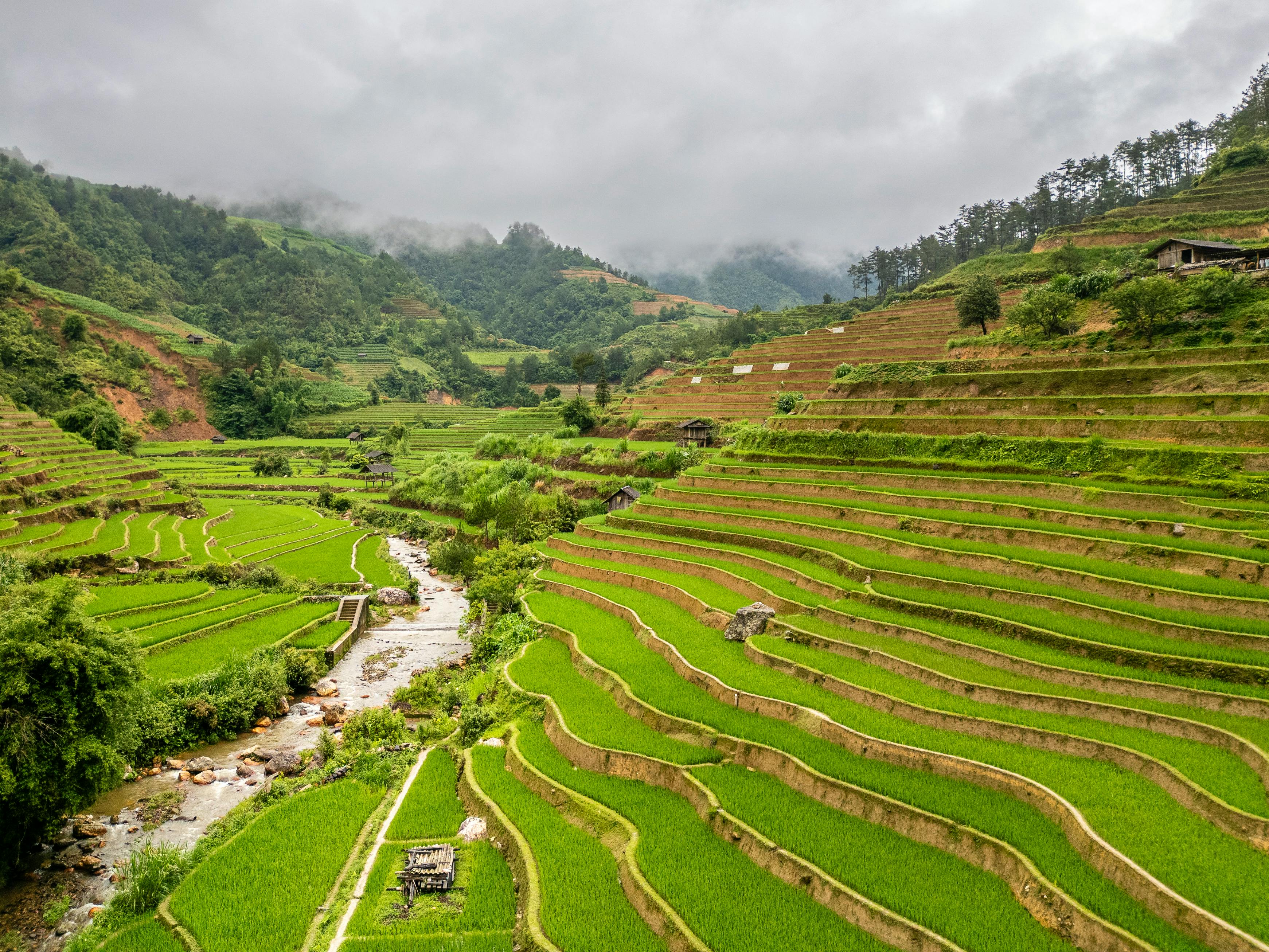 Aerial Photography of Rice Field · Free Stock Photo
