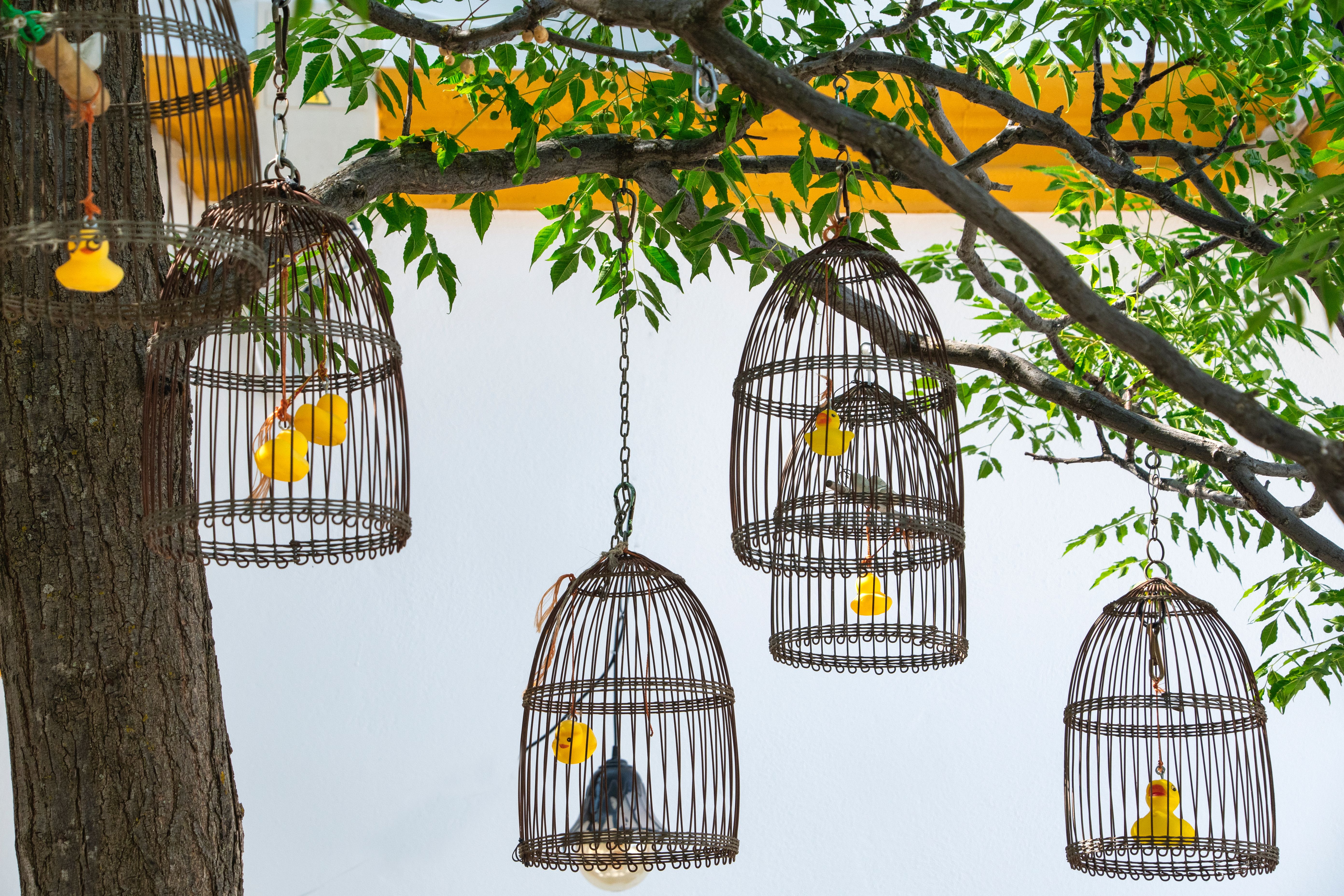Decorative Bird Cages Hanging from Tree Branches · Free Stock Photo