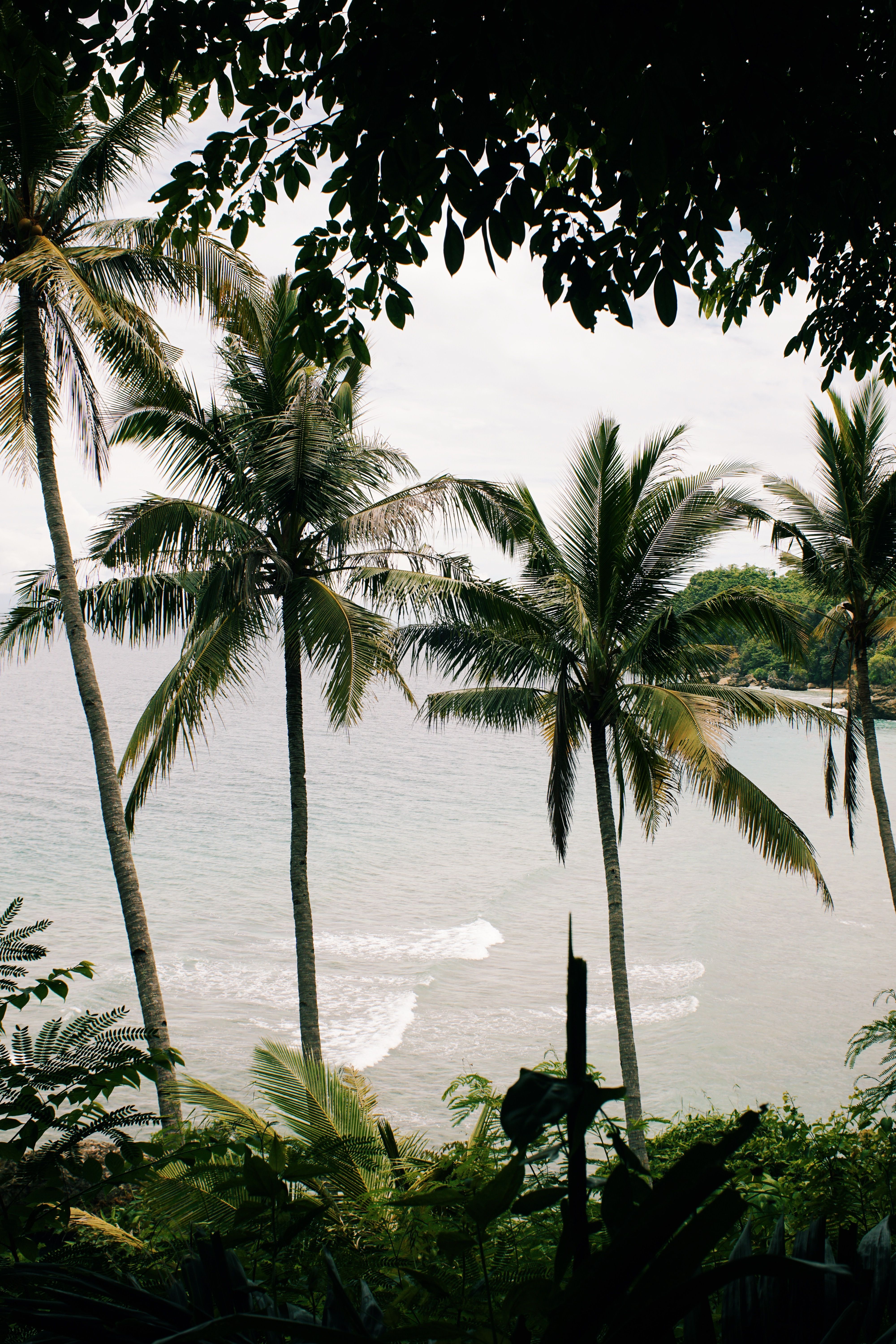 Scenic Tropical Beach Surrounded by Lush Foliage · Free Stock Photo