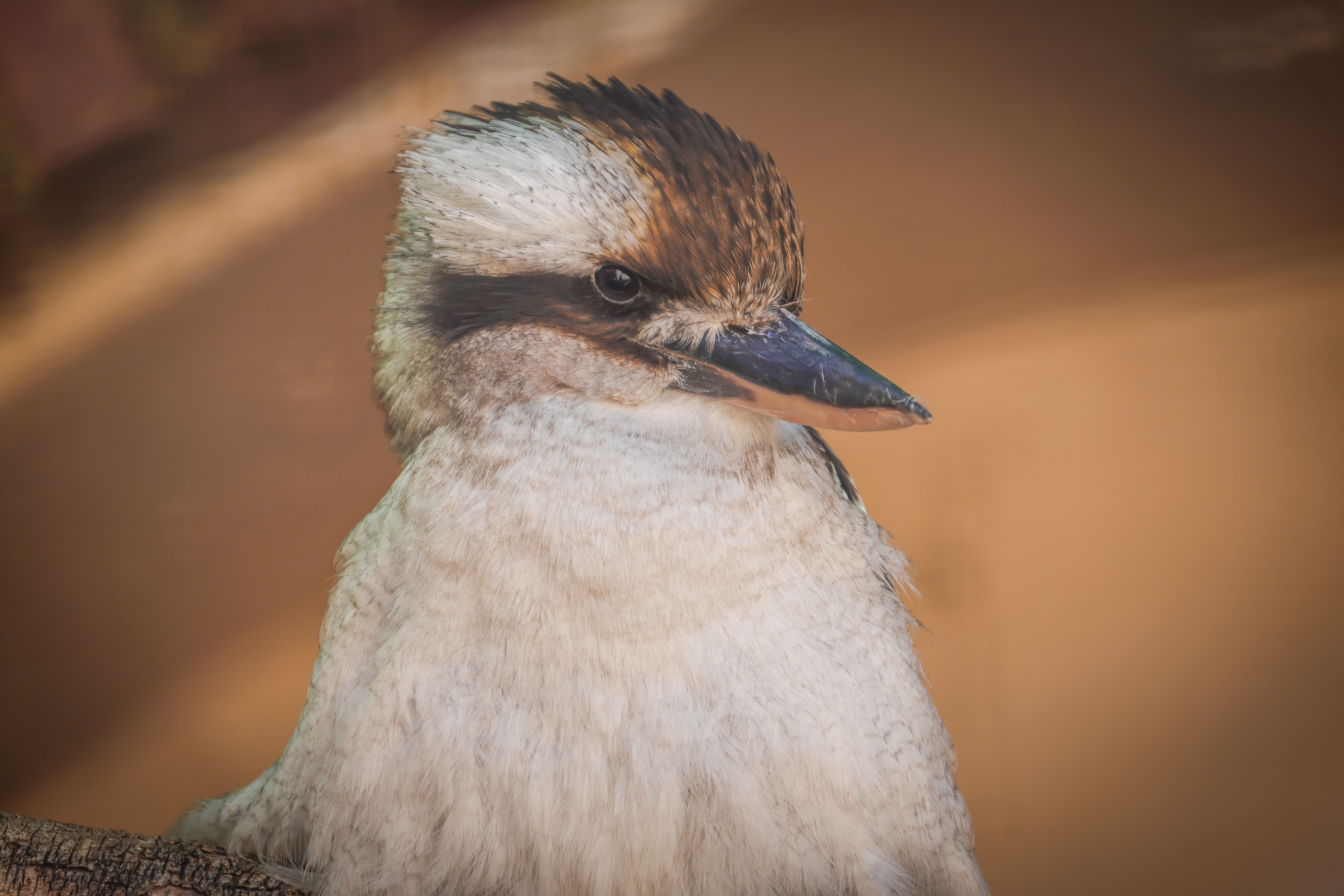 Close-up of Laughing Kookaburra Bird in Australia · Free Stock Photo