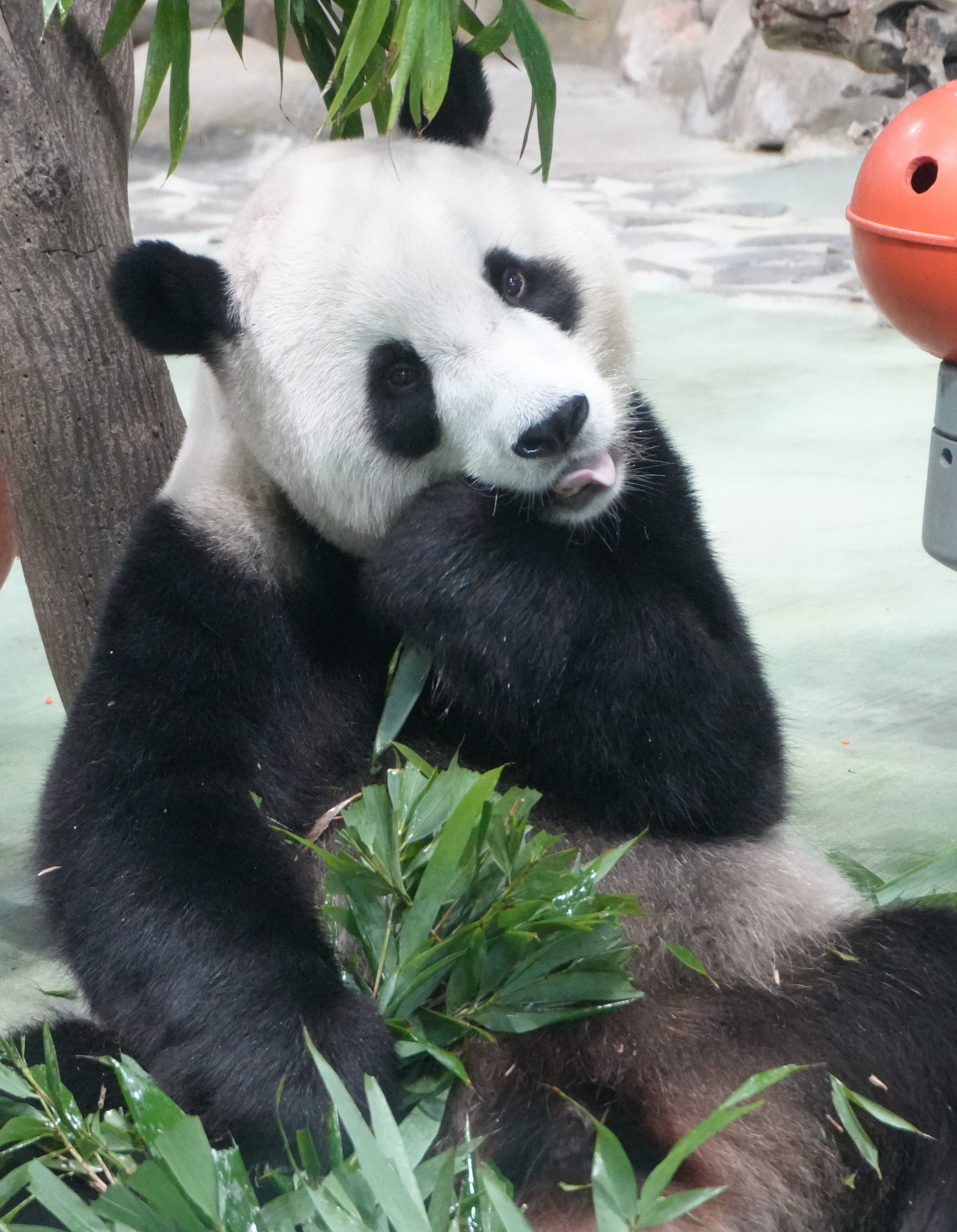 Adorable Giant Panda Eating Bamboo Indoors · Free Stock Photo