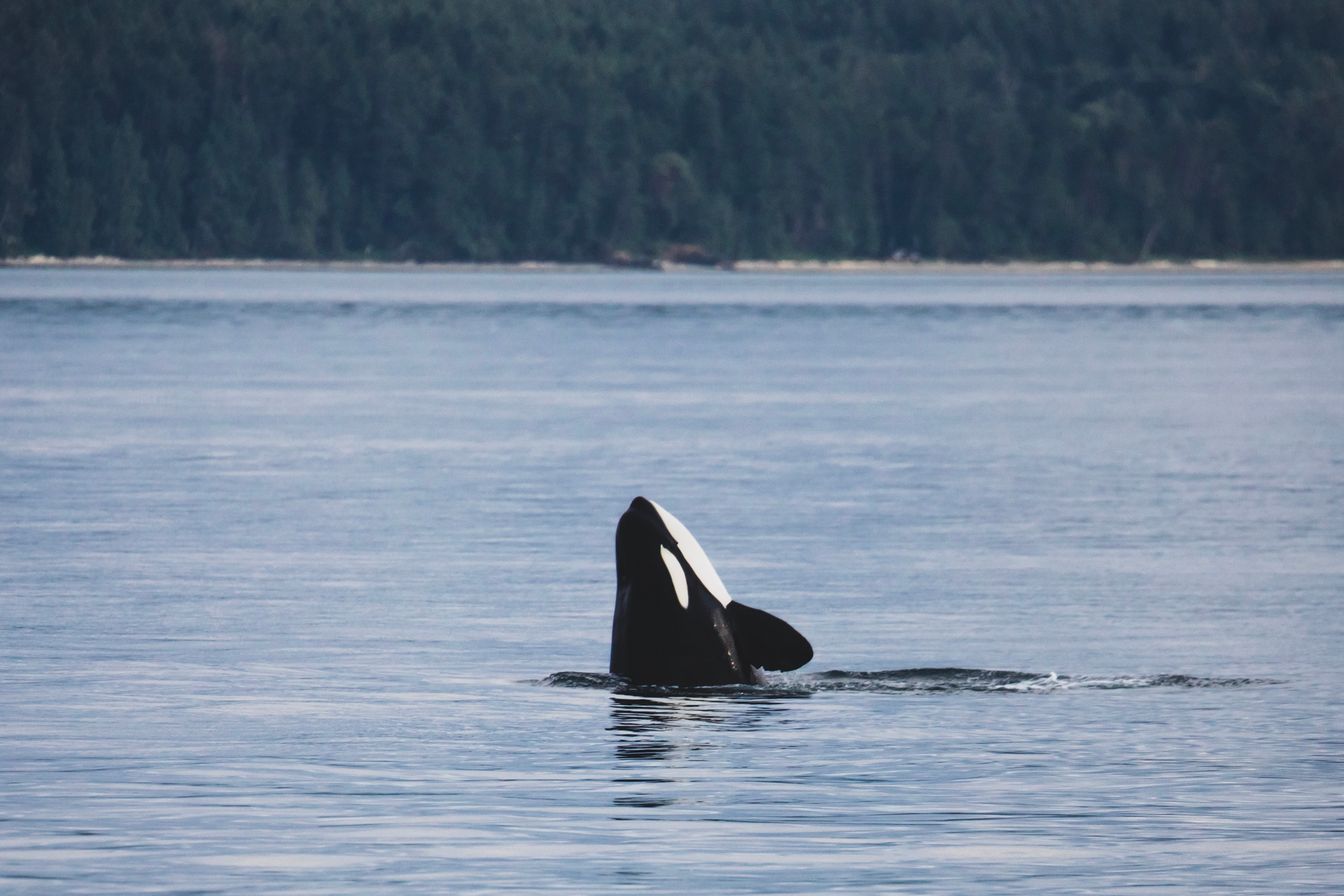 Does SeaWorld Still Have Orcas? Exploring Their Future