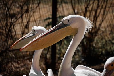 American White Pelican: Habitat, Behavior, and More