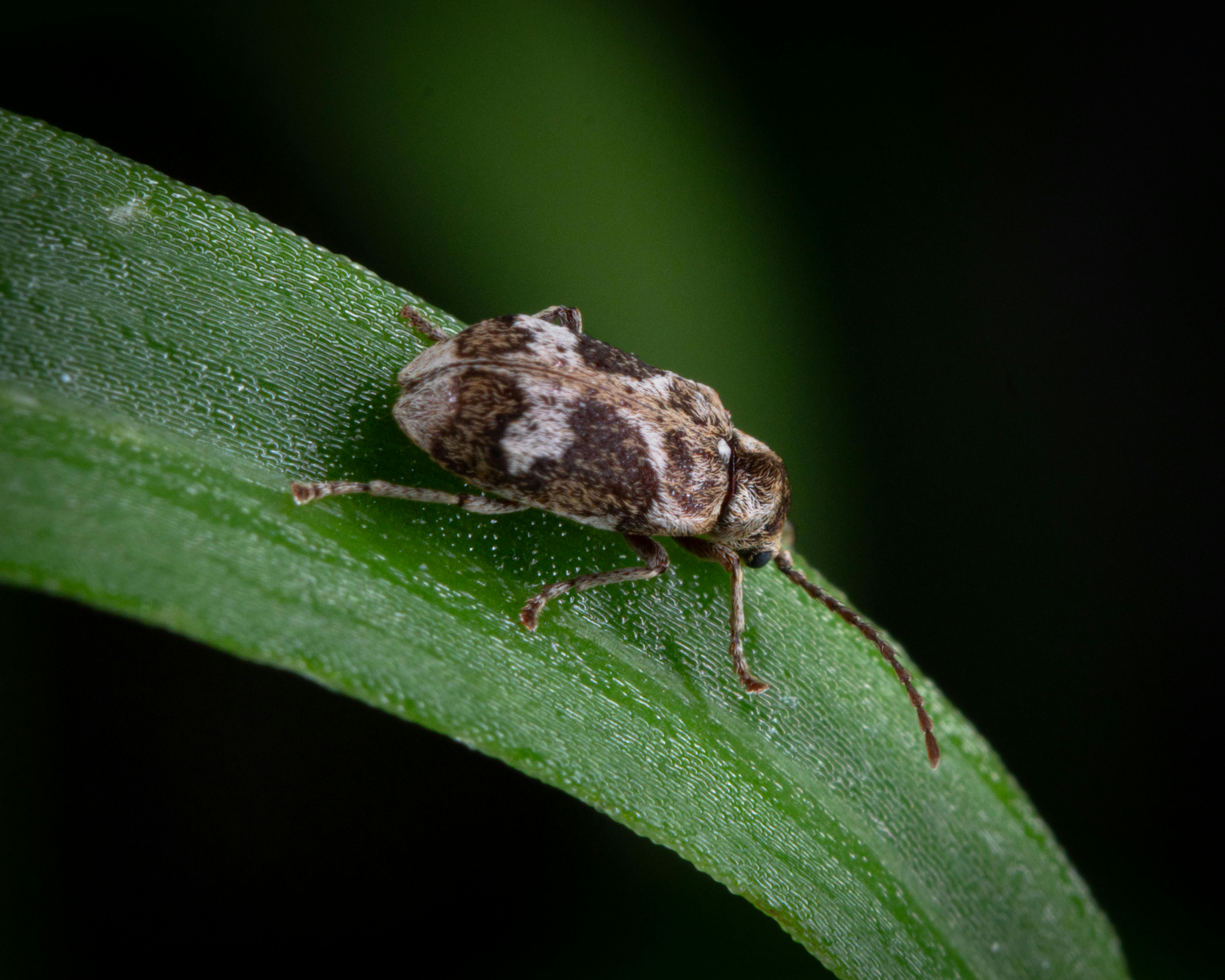 Macro Photography of Brown Weevil on Green Leaf · Free Stock Photo