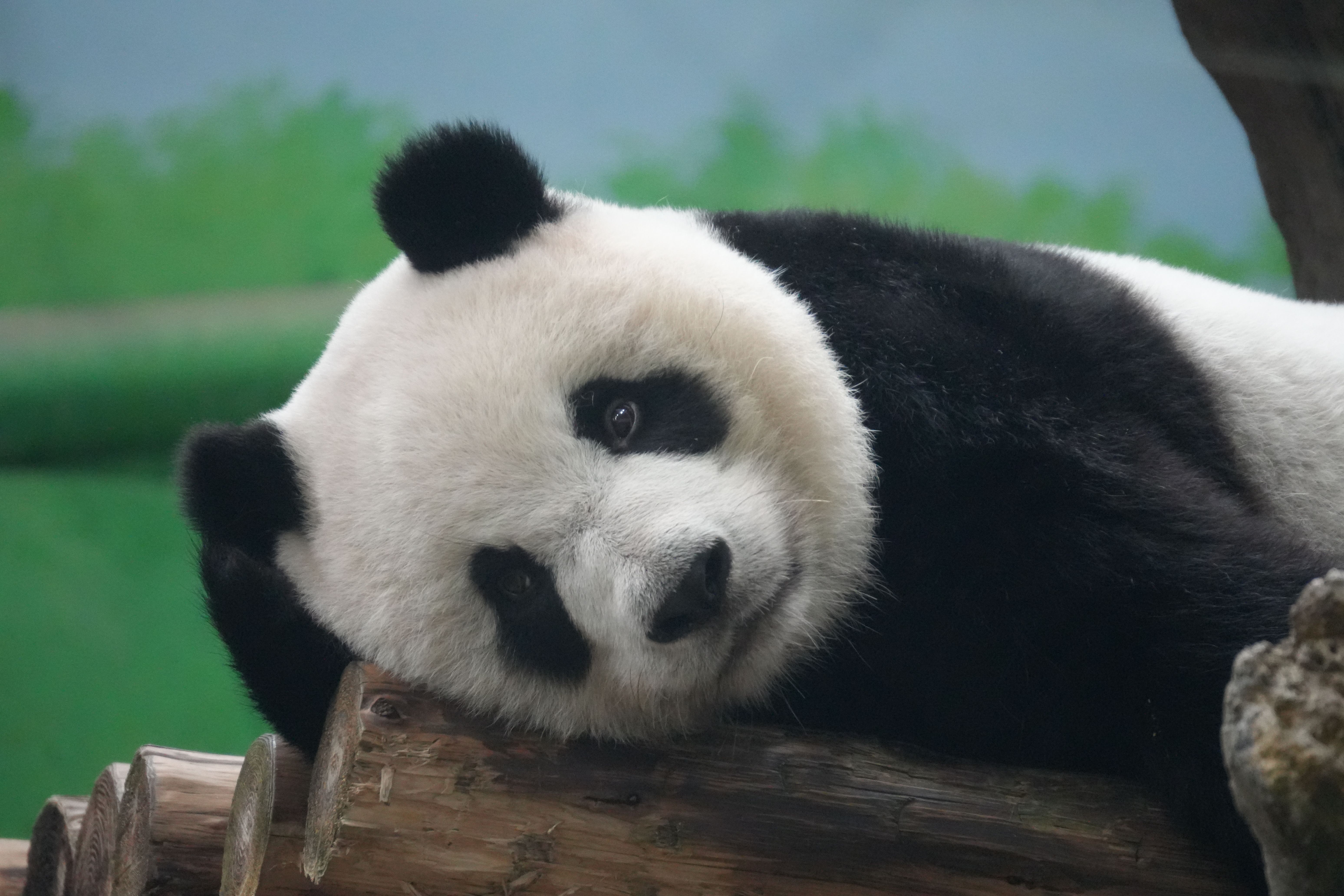Relaxed Giant Panda Resting on Tree Log · Free Stock Photo