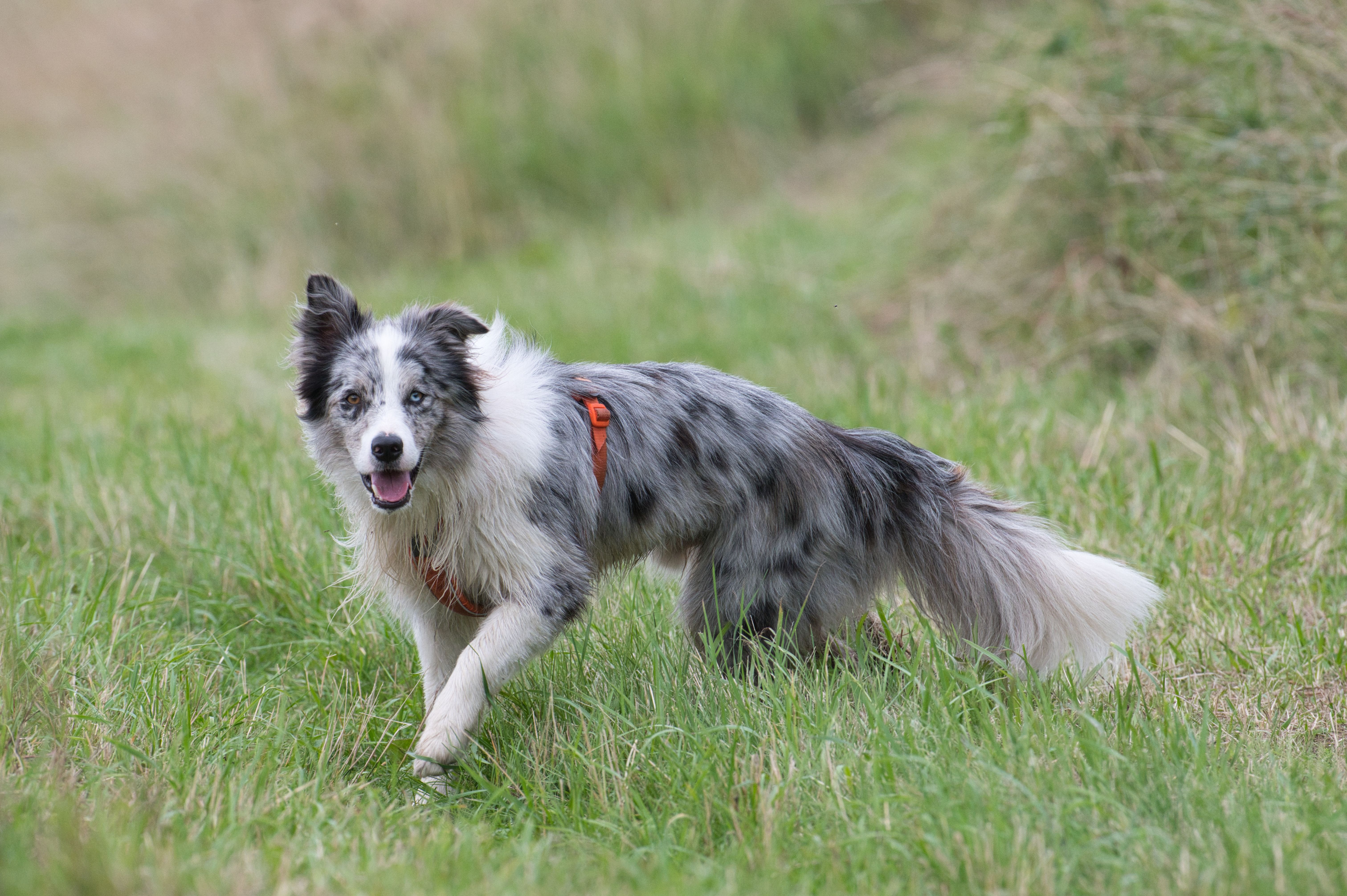 Happy Border Collie in Lush Green Field · Free Stock Photo