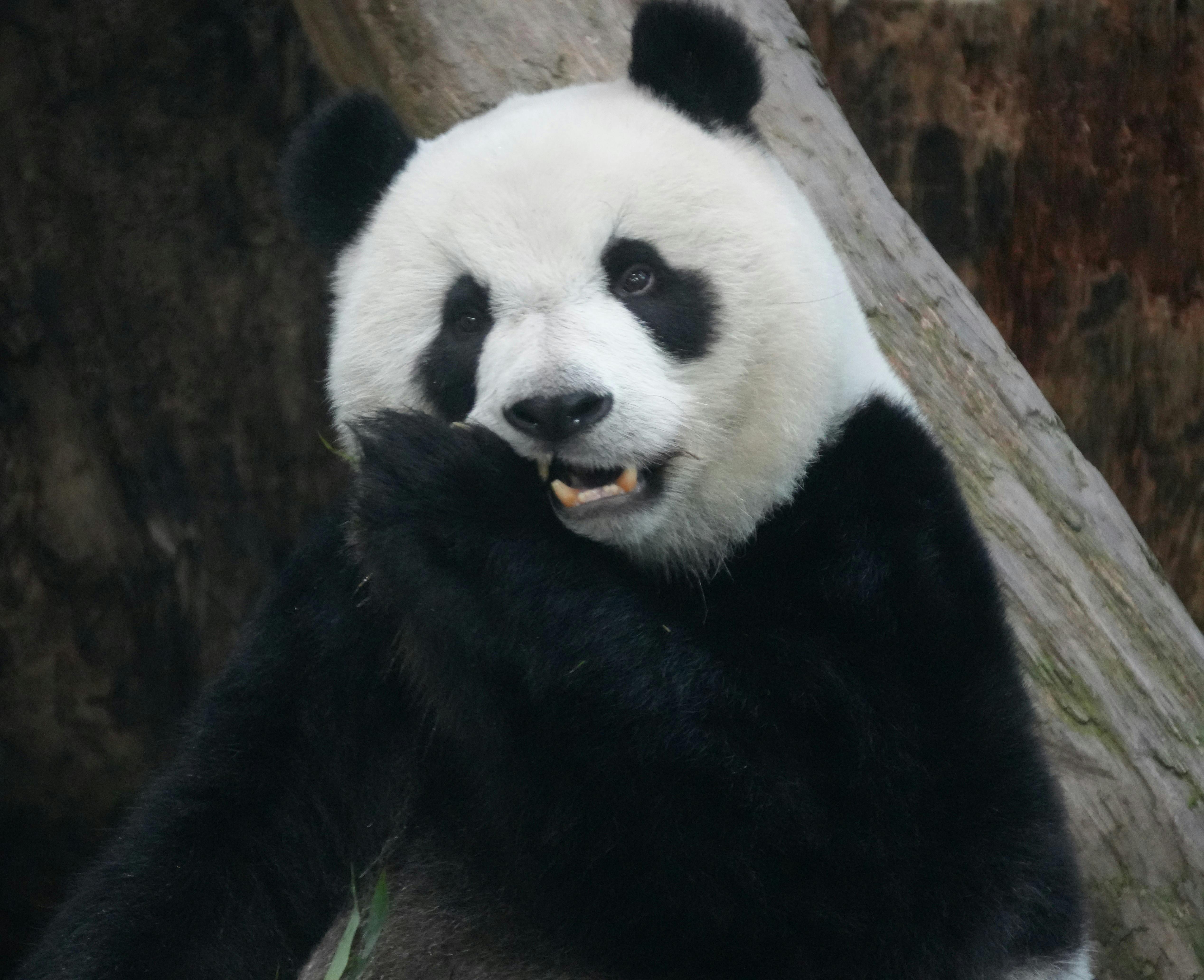 Panda Paws Photos, Download The BEST Free Panda Paws Stock Photos & HD ...