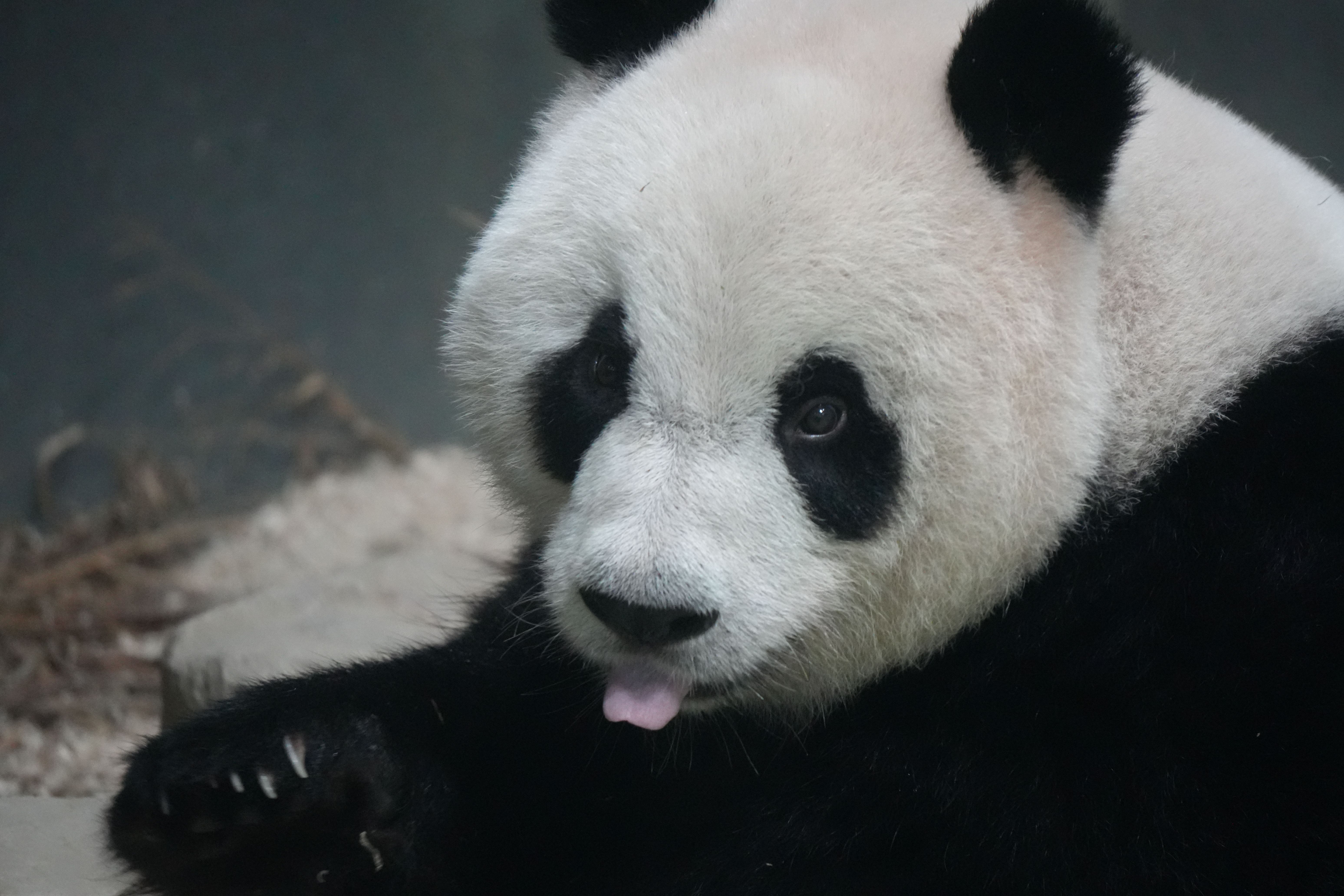 Adorable Giant Panda Relaxing Indoors · Free Stock Photo