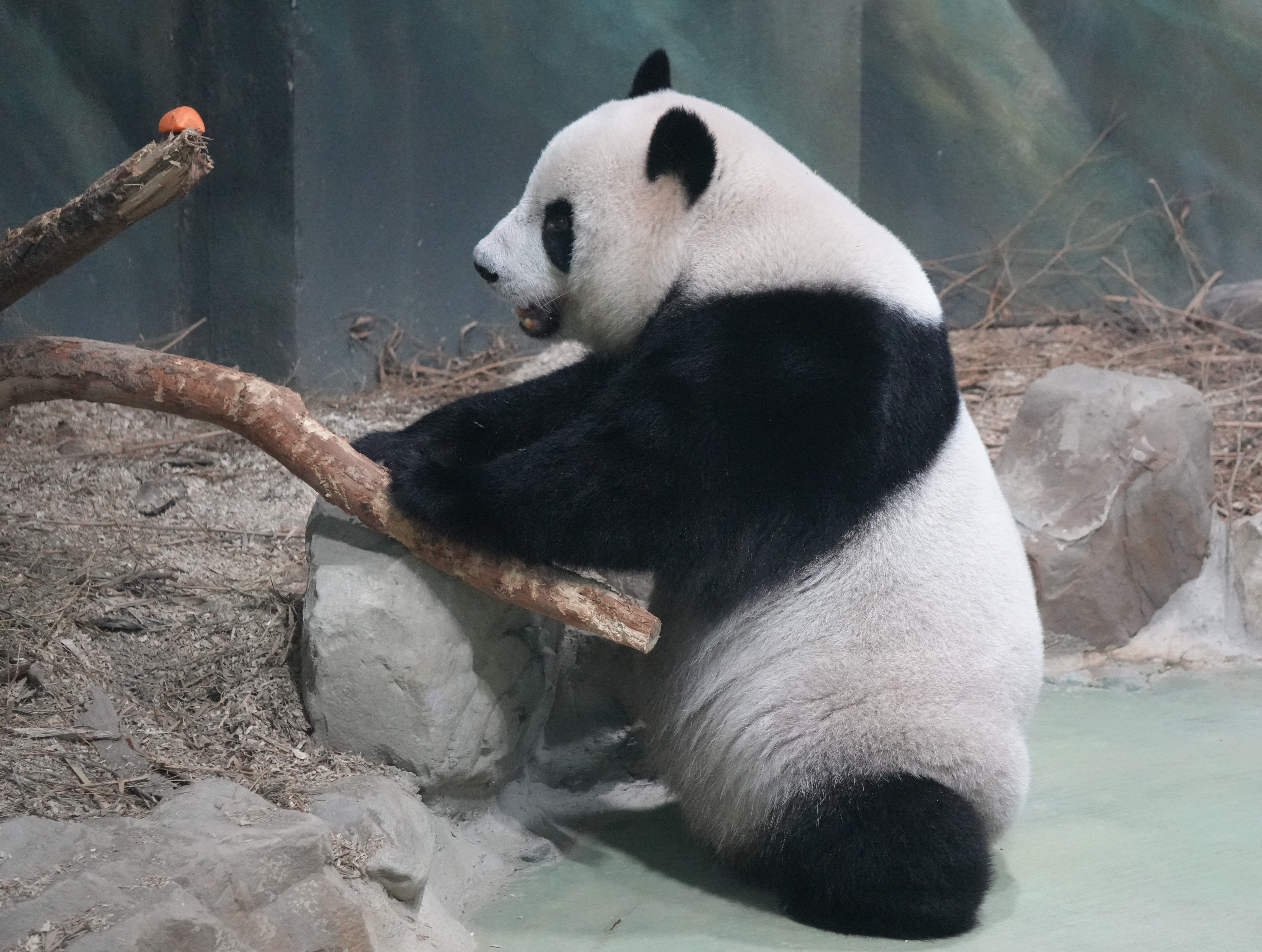 Panda Sitting Photos, Download The BEST Free Panda Sitting Stock Photos ...