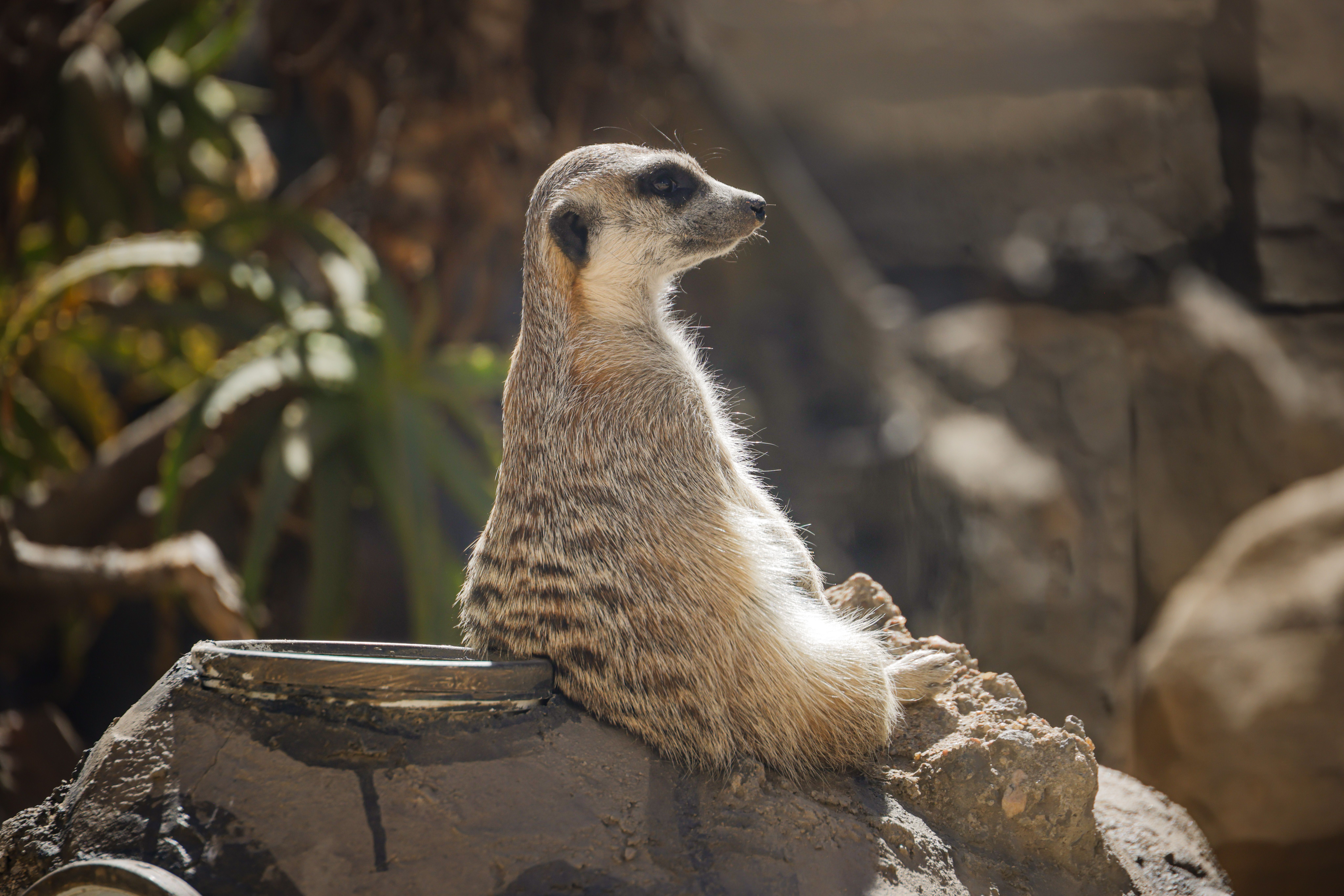 Meerkat Relaxing in Sunlit Natural Habitat · Free Stock Photo